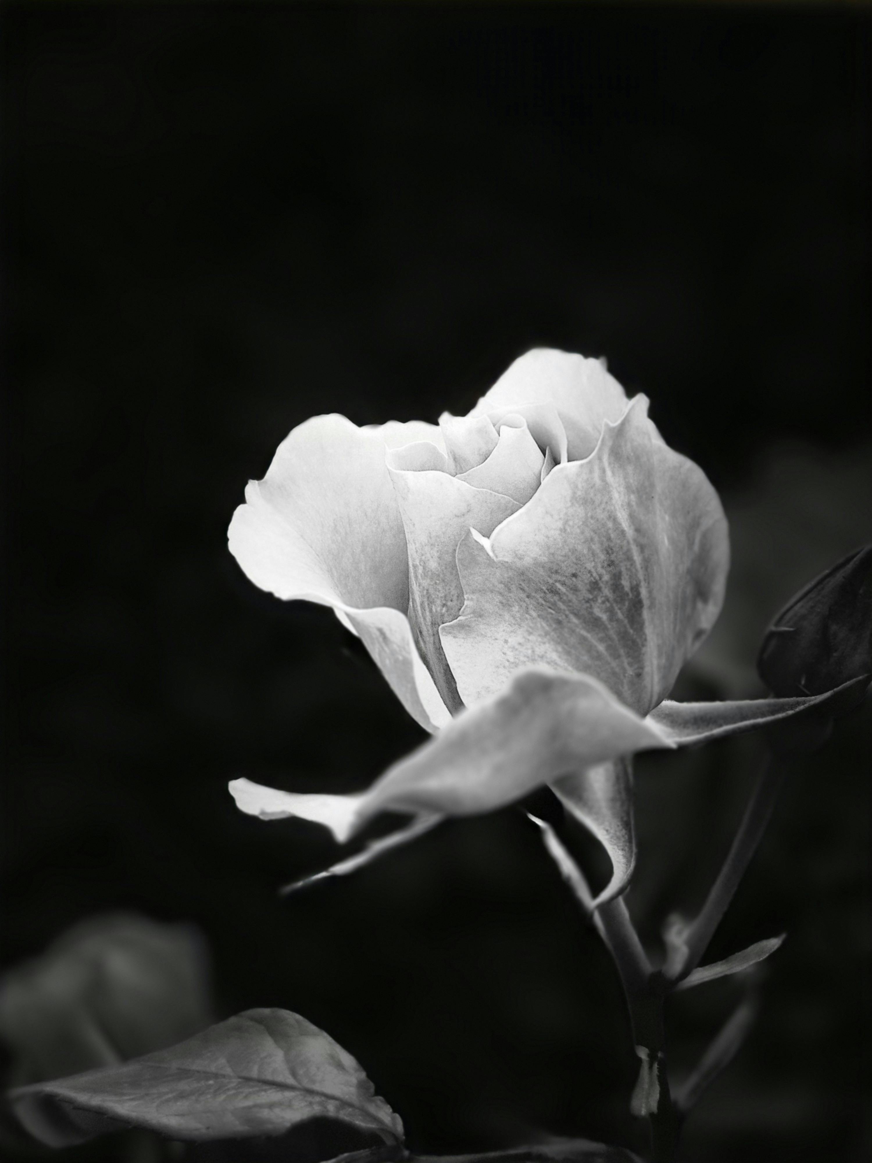 Obby+Background Photos, Download The BEST Free Obby+Background Stock ...