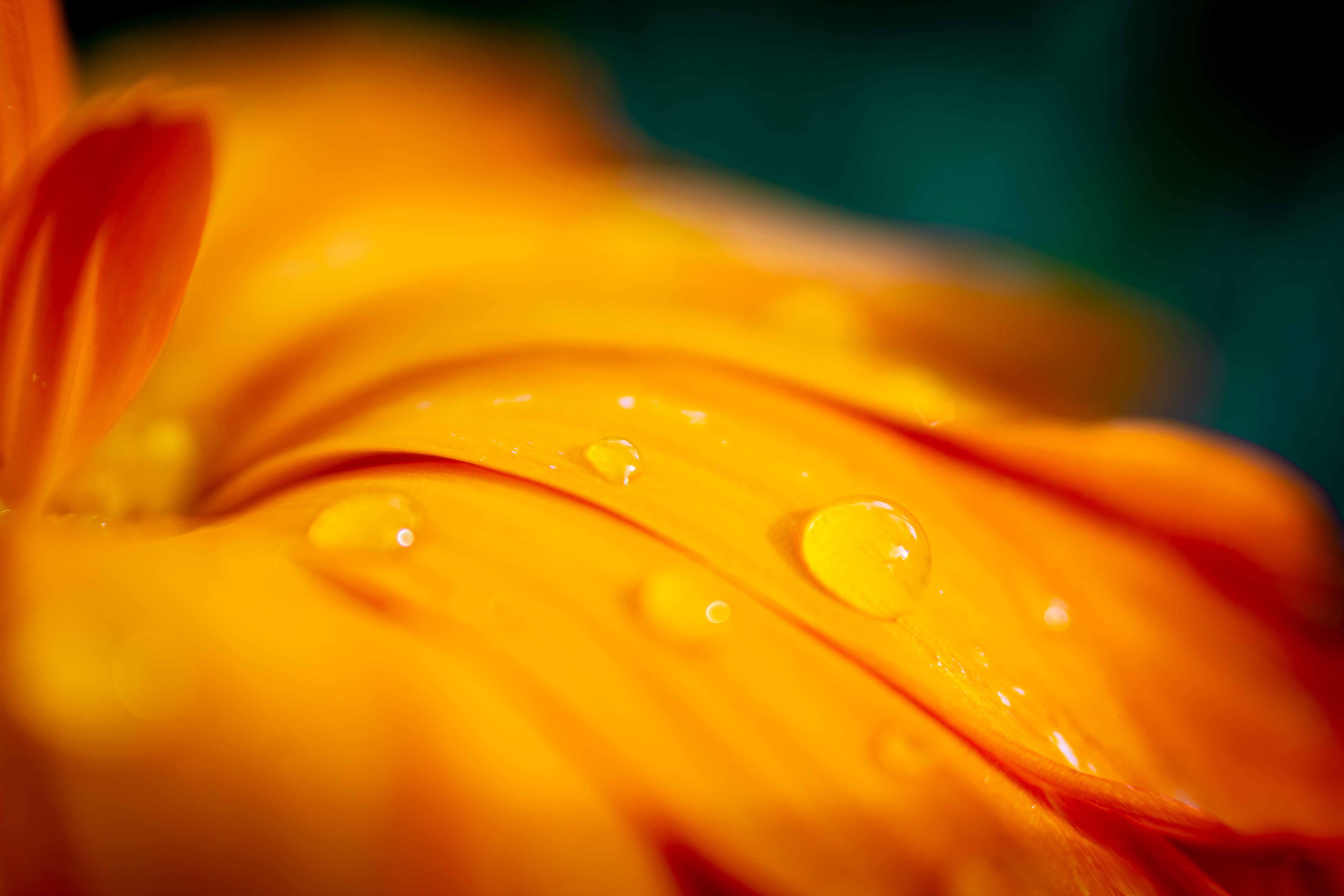 Flower Feild Photos, Download The BEST Free Flower Feild Stock Photos ...