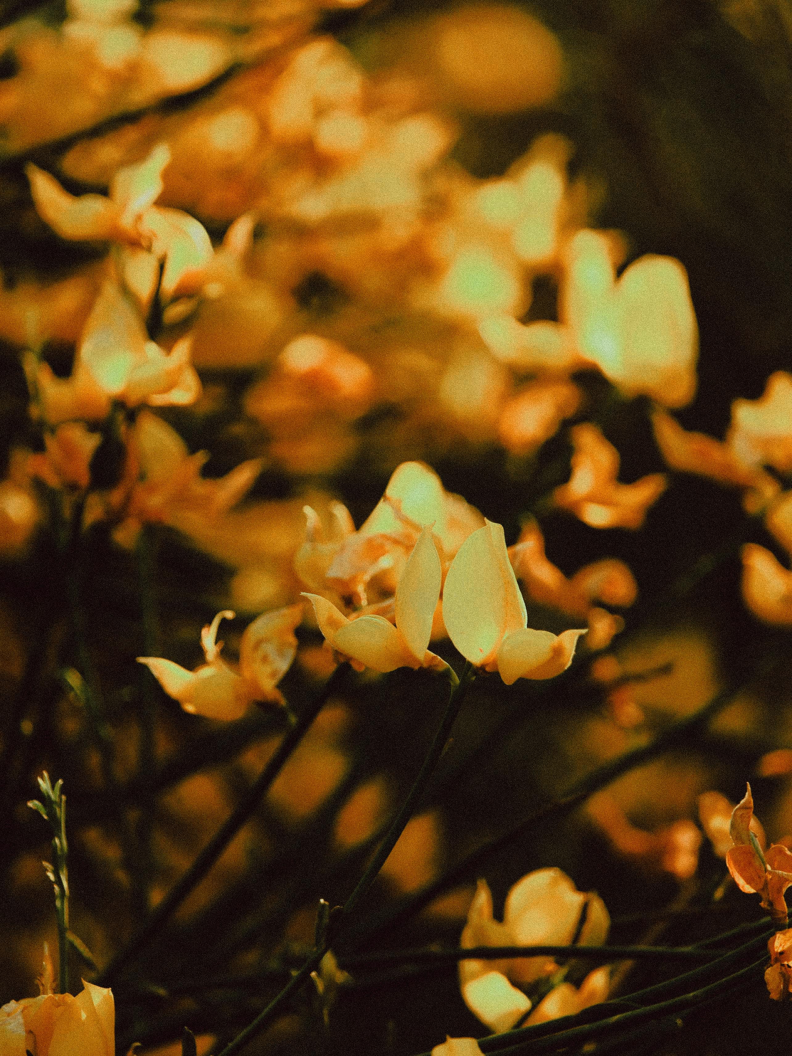 Obby+Background Photos, Download The BEST Free Obby+Background Stock ...