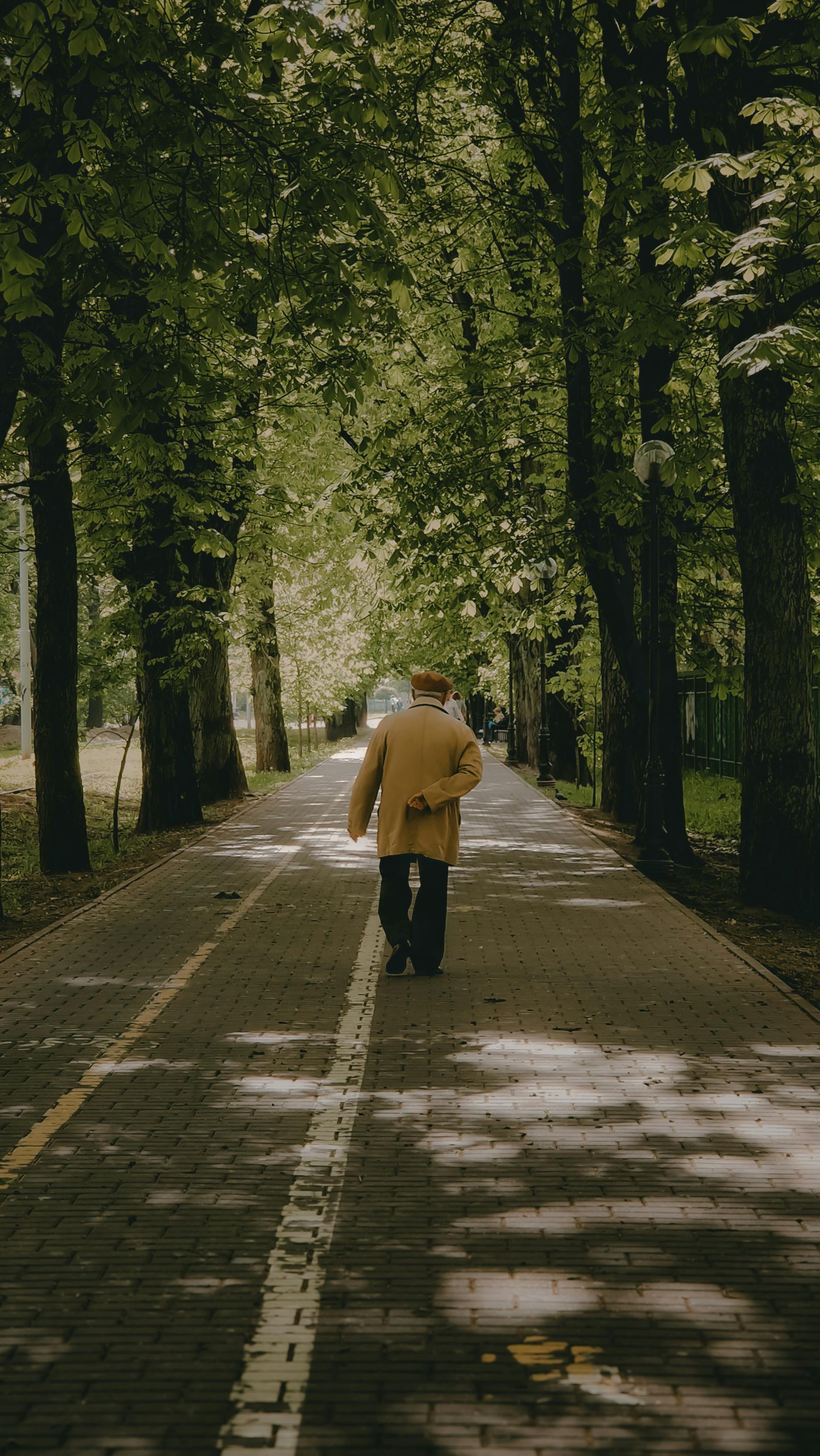 Serene Park Stroll Under Tree Canopy · Free Stock Photo