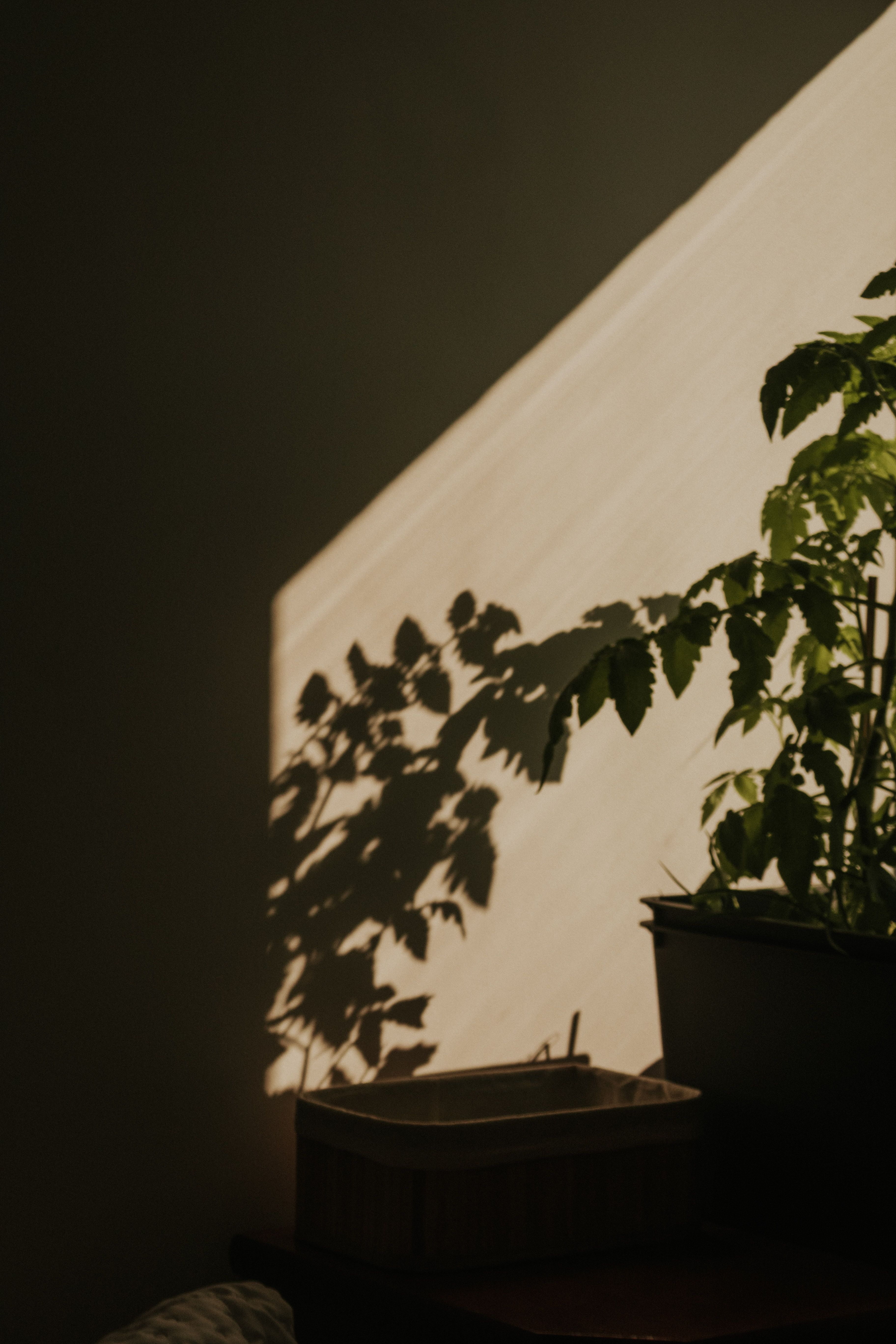 Indoor Plant Casting Shadow on Wall · Free Stock Photo