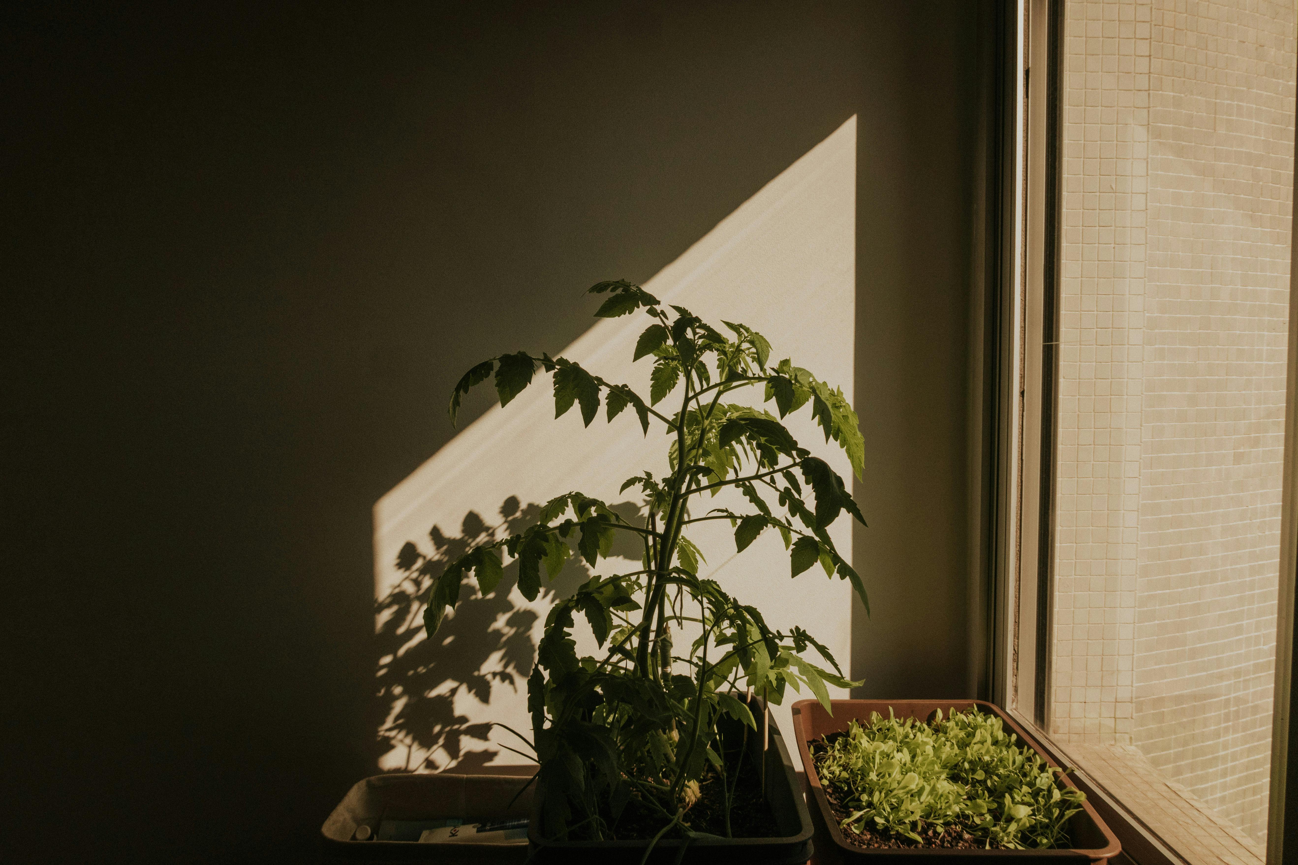 Horta De Apartamento · Foto profissional gratuita