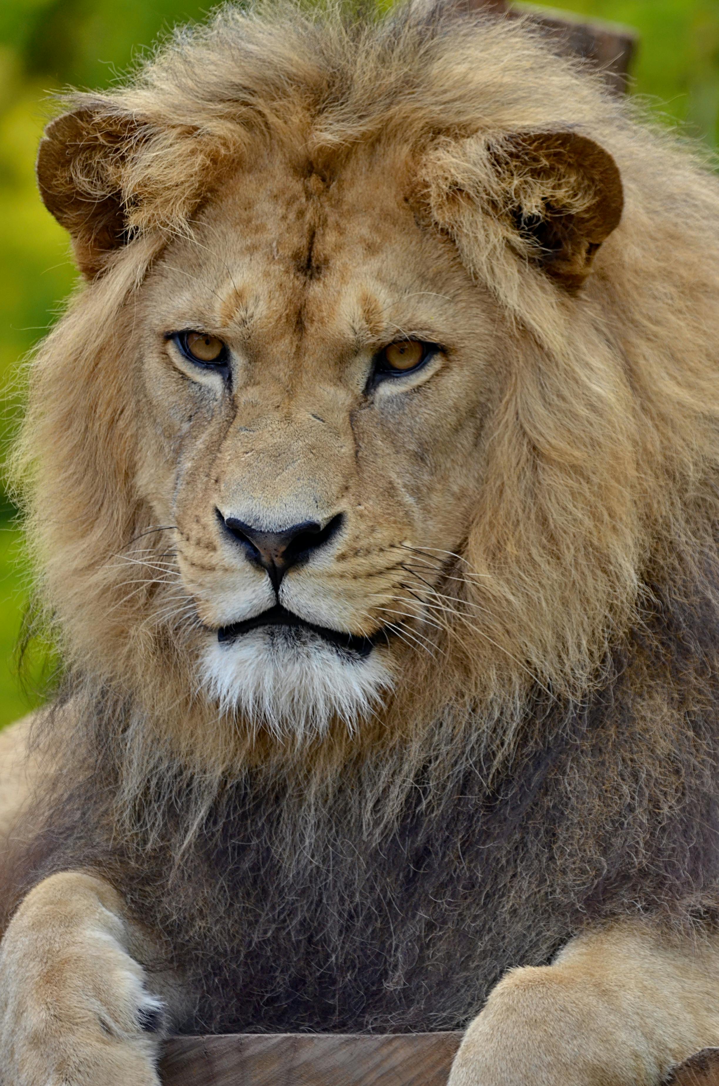 Lion Roaring Inside Cager · Free Stock Photo