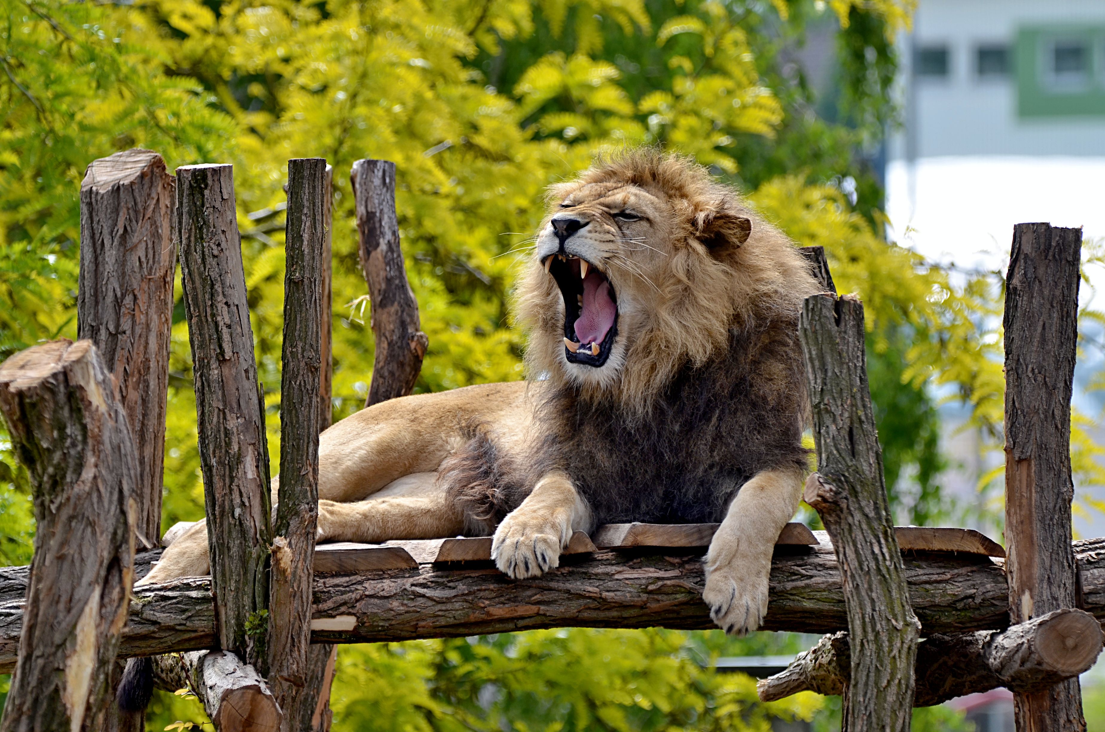 Yawning Lion on Wooden Platform in Zoo Habitat · Free Stock Photo