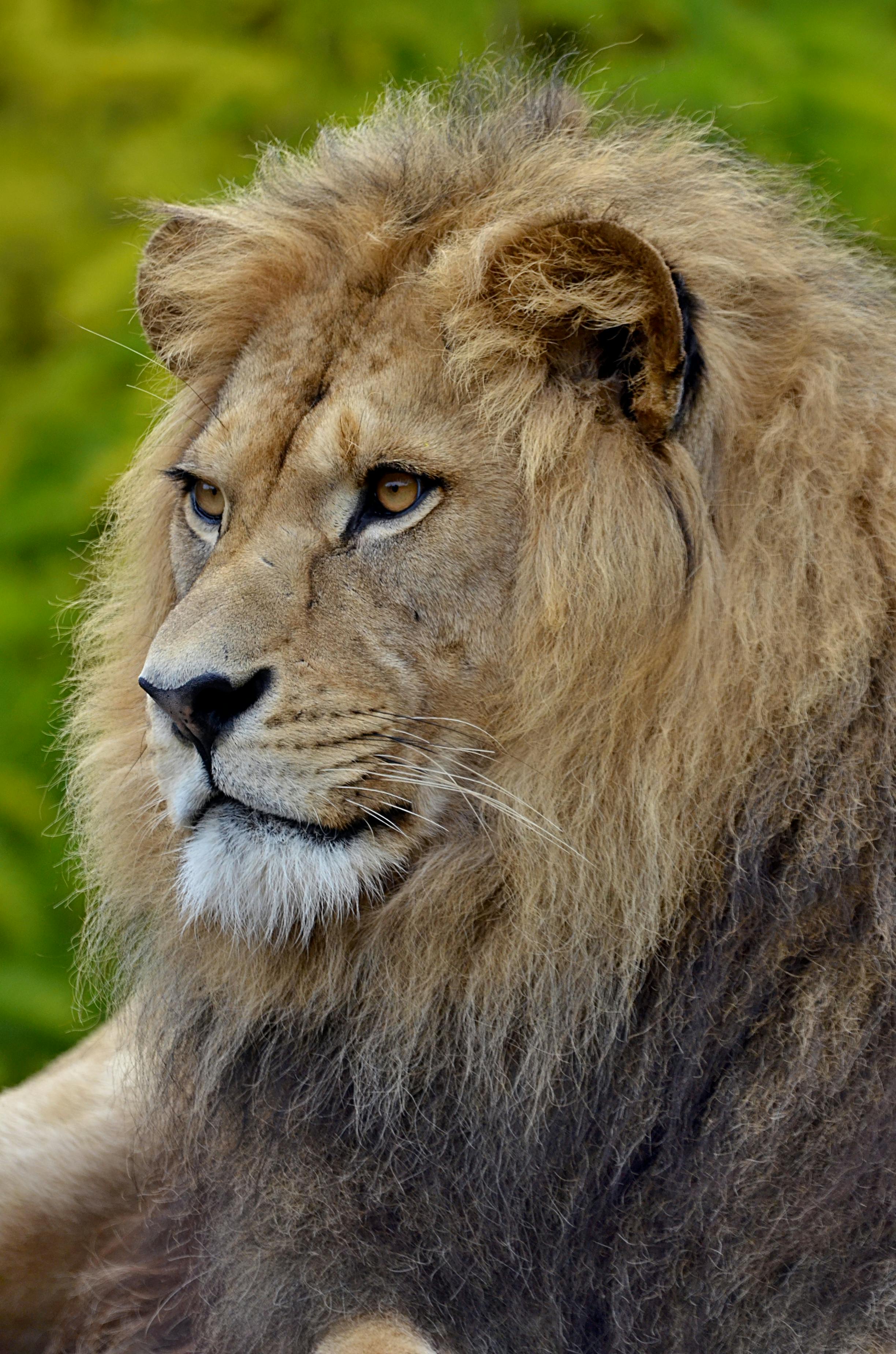 Majestic Lion Portrait in Natural Habitat · Free Stock Photo