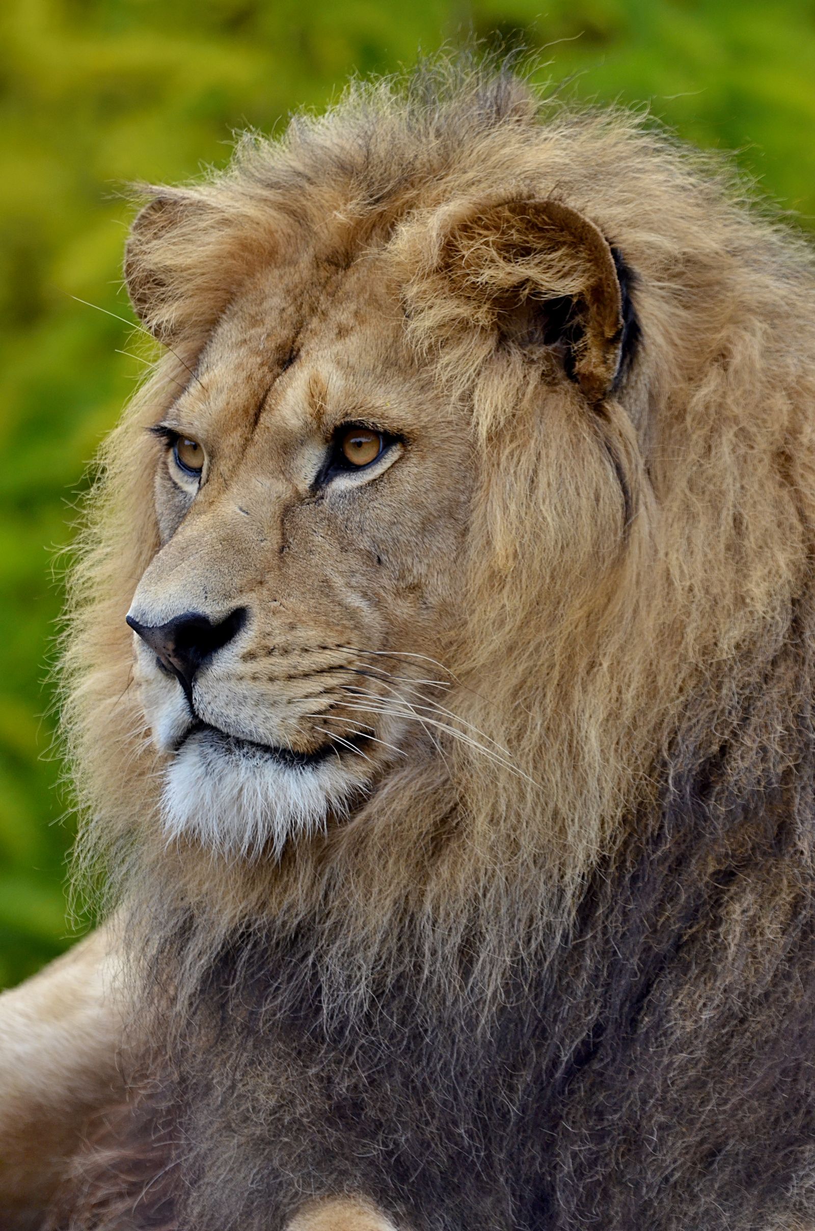 Lion In The Wild Photos, Download The BEST Free Lion In The Wild Stock ...