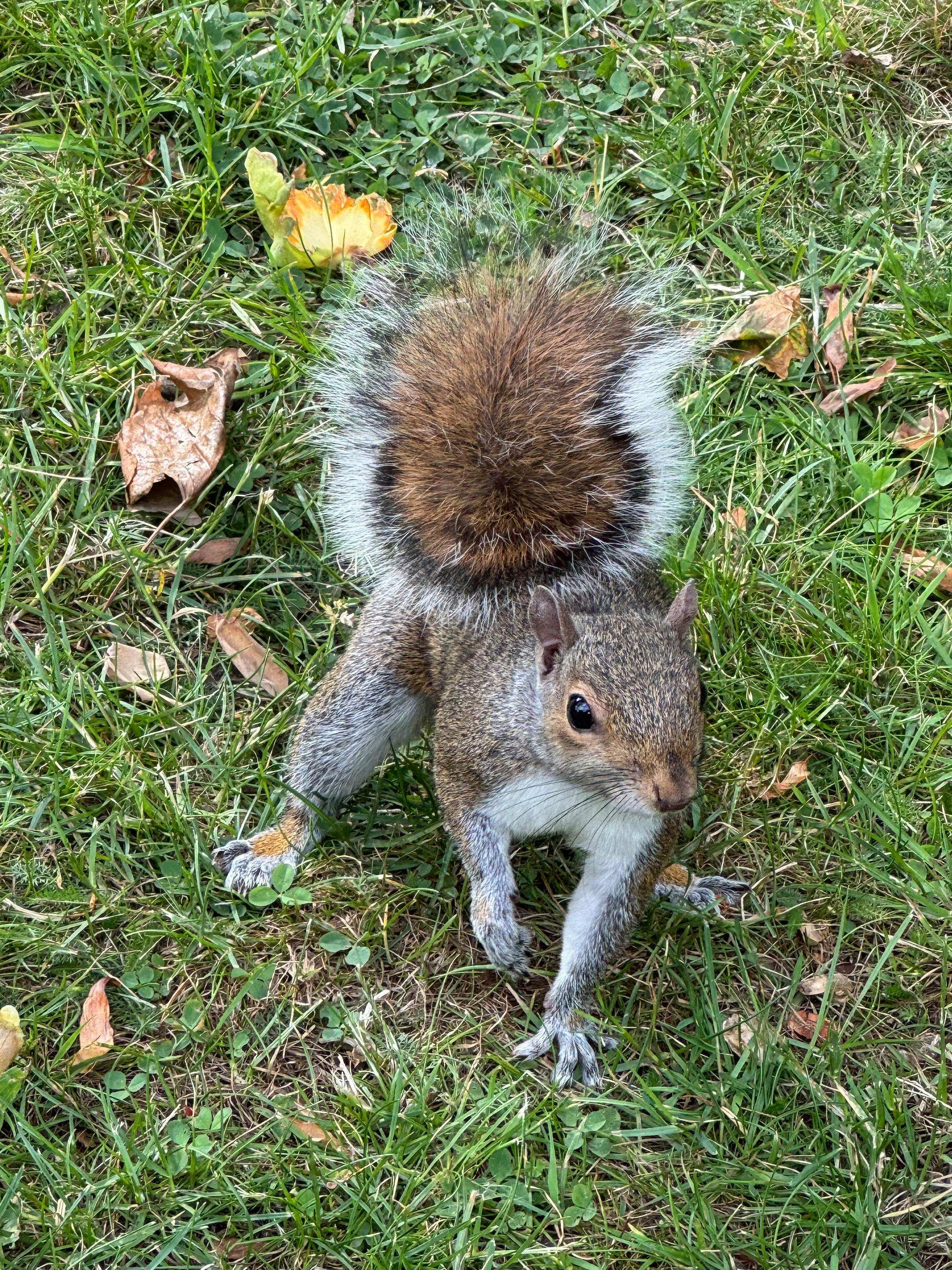 Gray Squirrel Foraging on Autumn Grass · Free Stock Photo