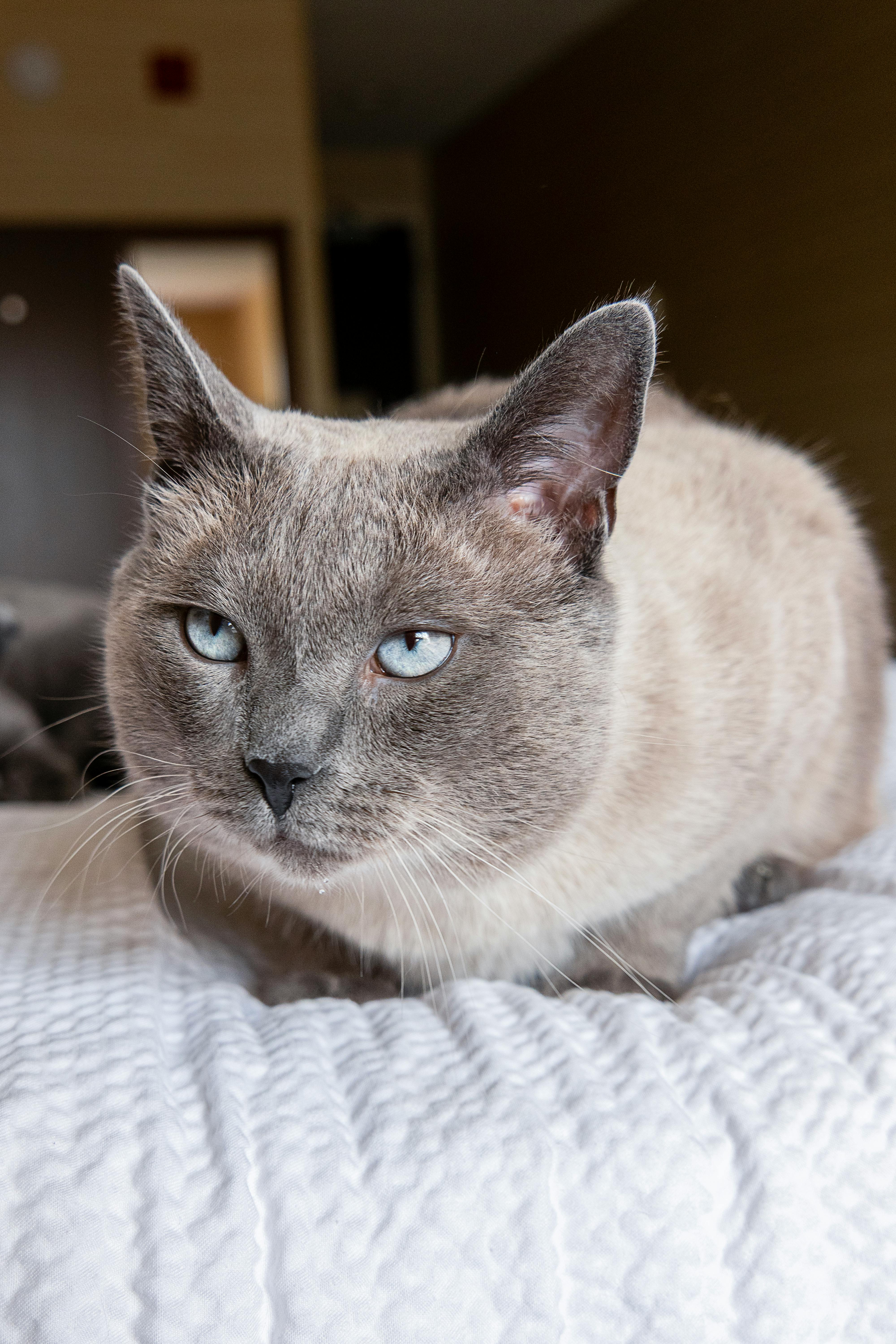 Laying On Ru Photos, Download The BEST Free Laying On Ru Stock Photos ...