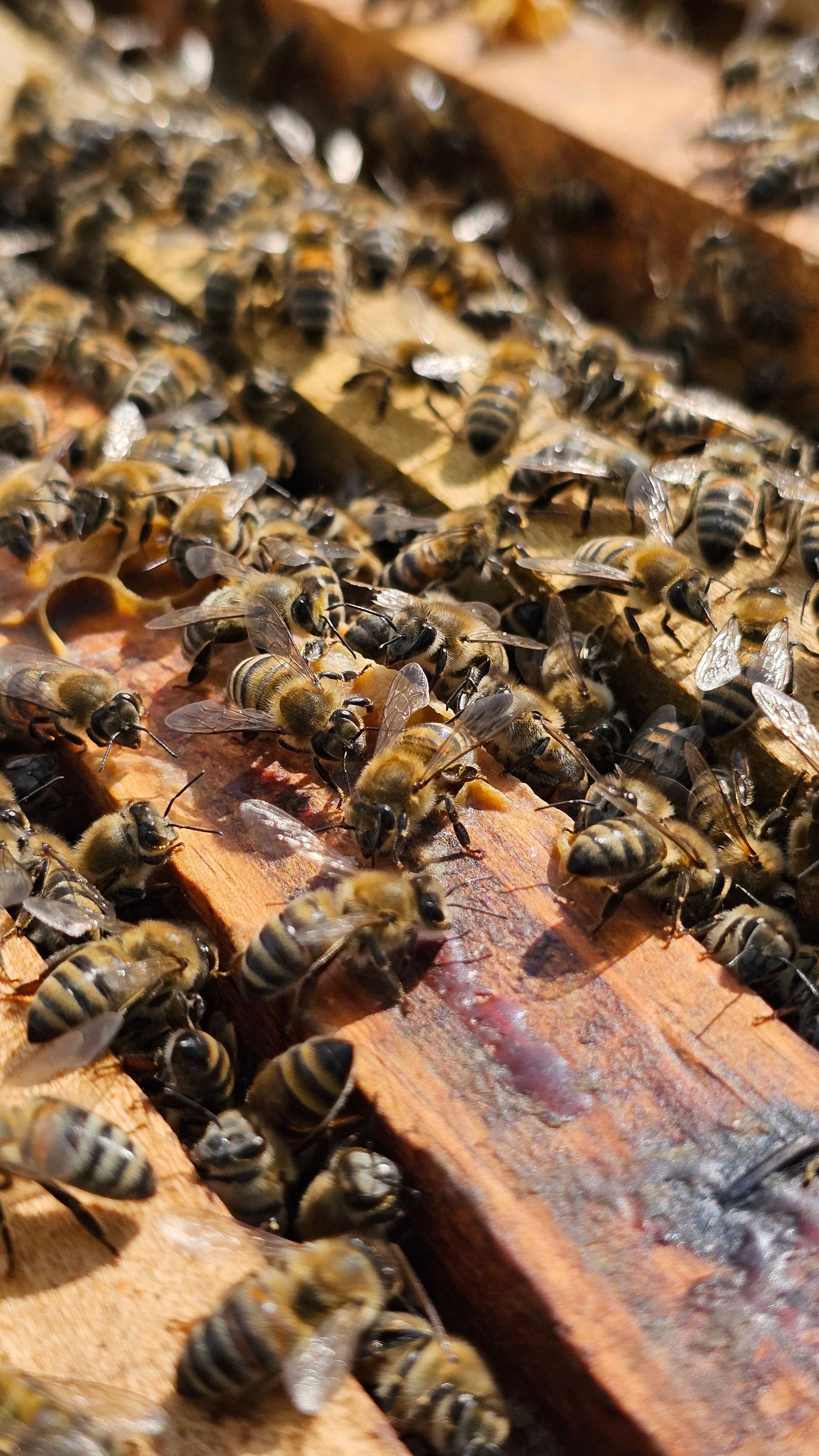Bee and Beehive · Free Stock Photo