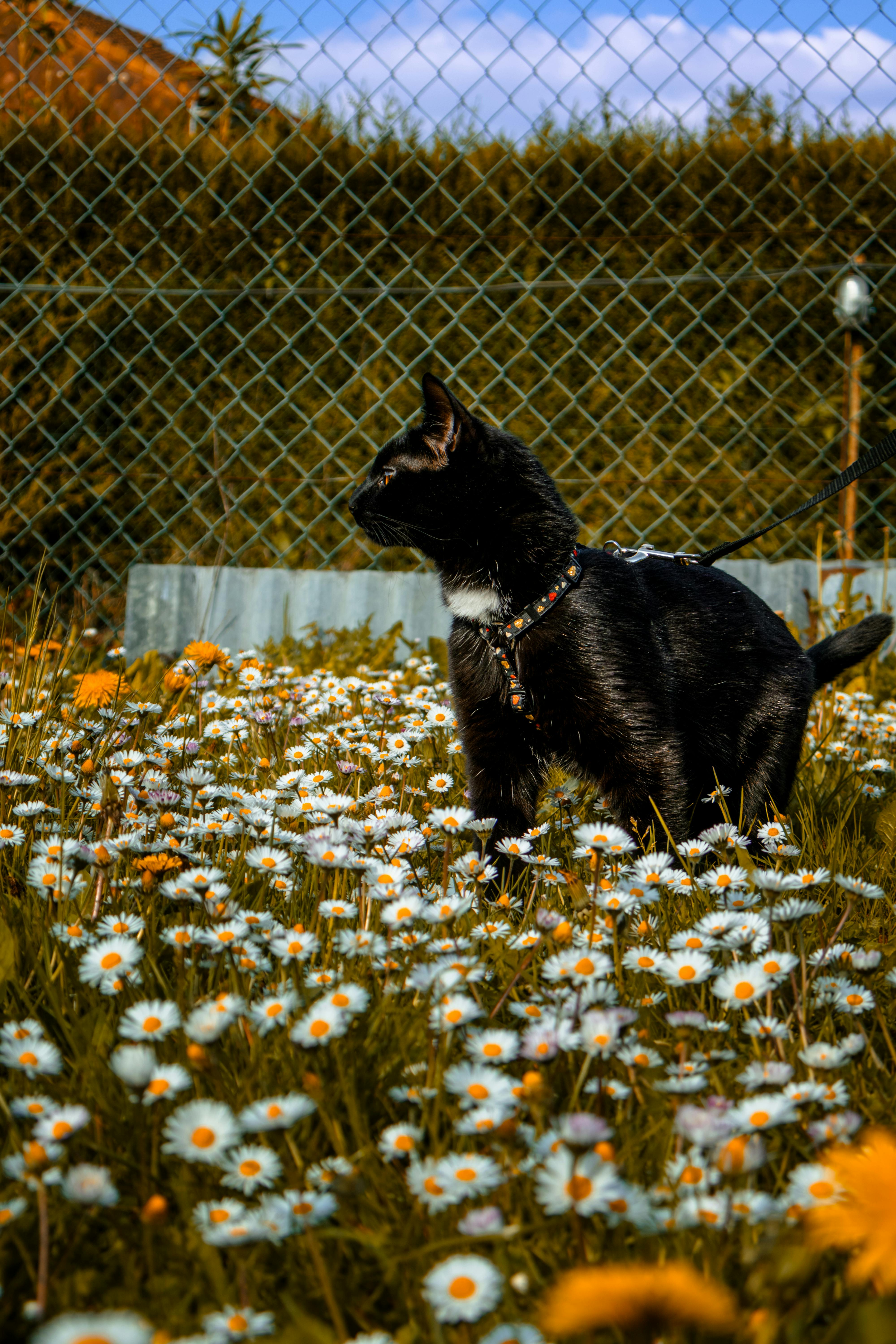 Cat Chibi Photos, Download The BEST Free Cat Chibi Stock Photos & HD Images