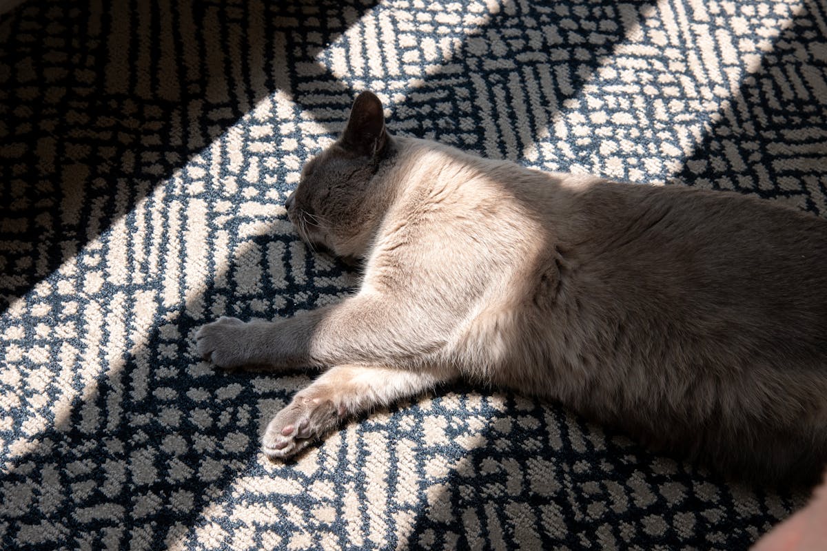 Cat Chibi Photos, Download The BEST Free Cat Chibi Stock Photos & HD Images