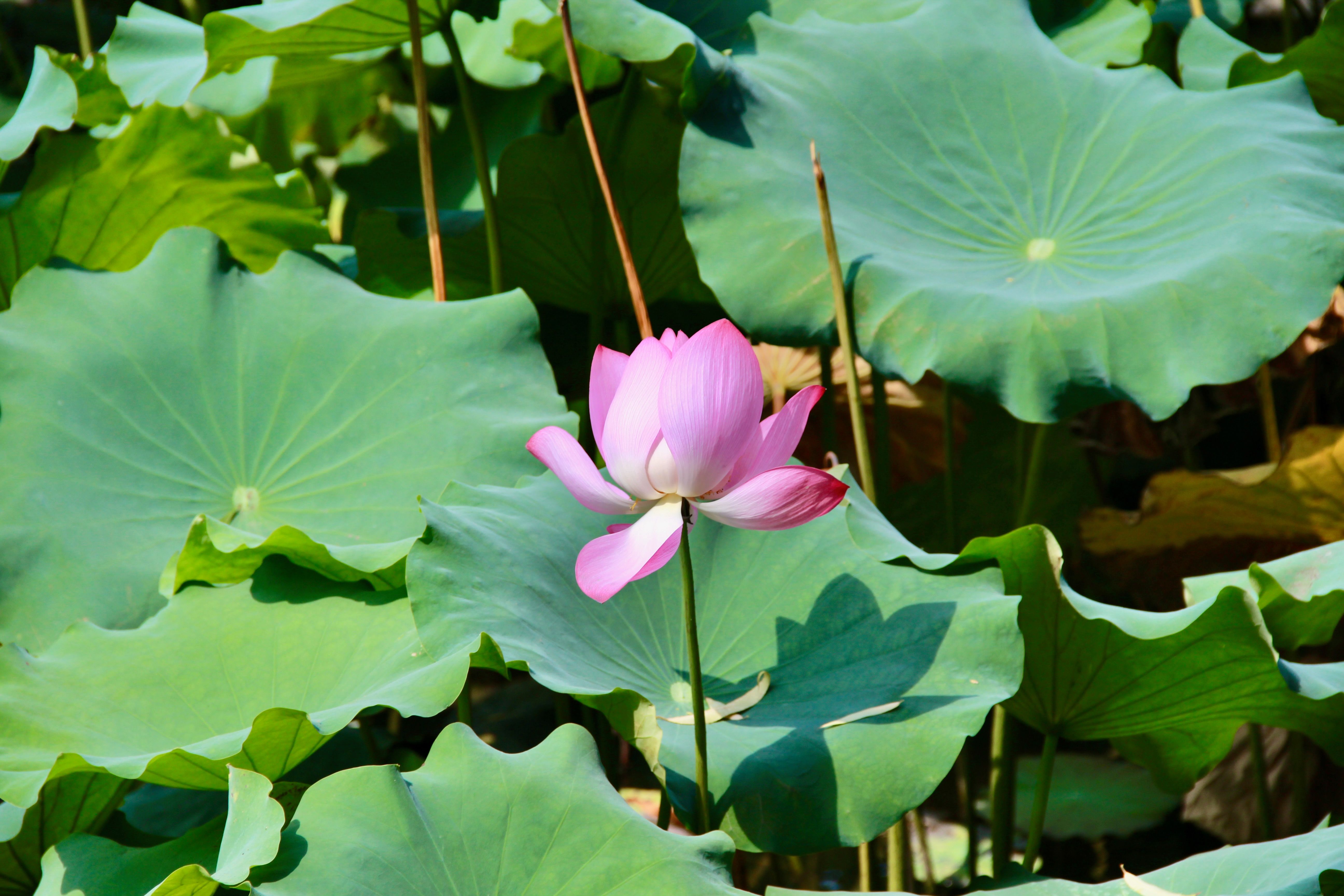 Vibrant Pink Lotus Bloom Amidst Lush Green Leaves · Free Stock Photo