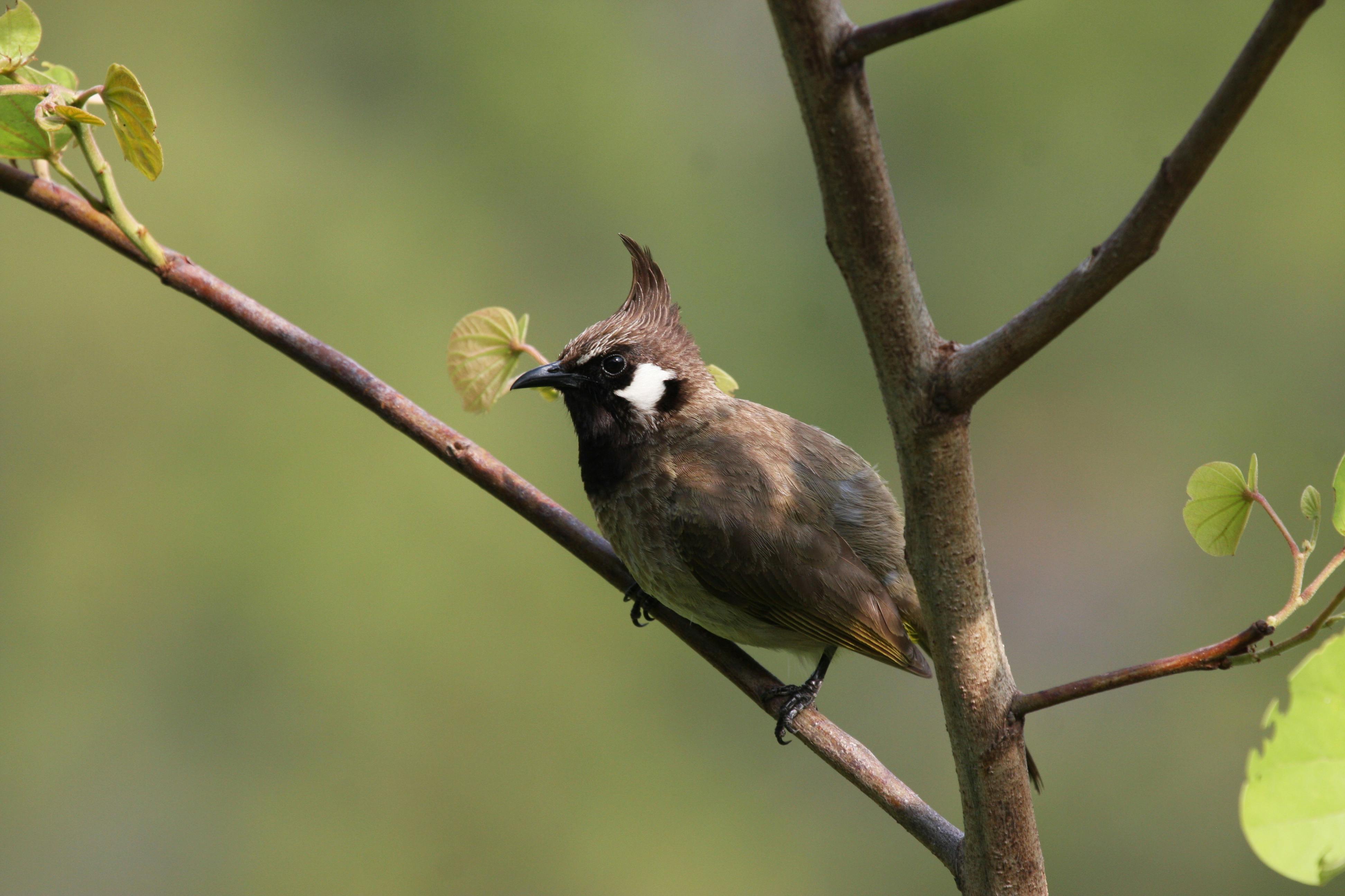 Hd Sinari Photos, Download The BEST Free Hd Sinari Stock Photos & HD Images