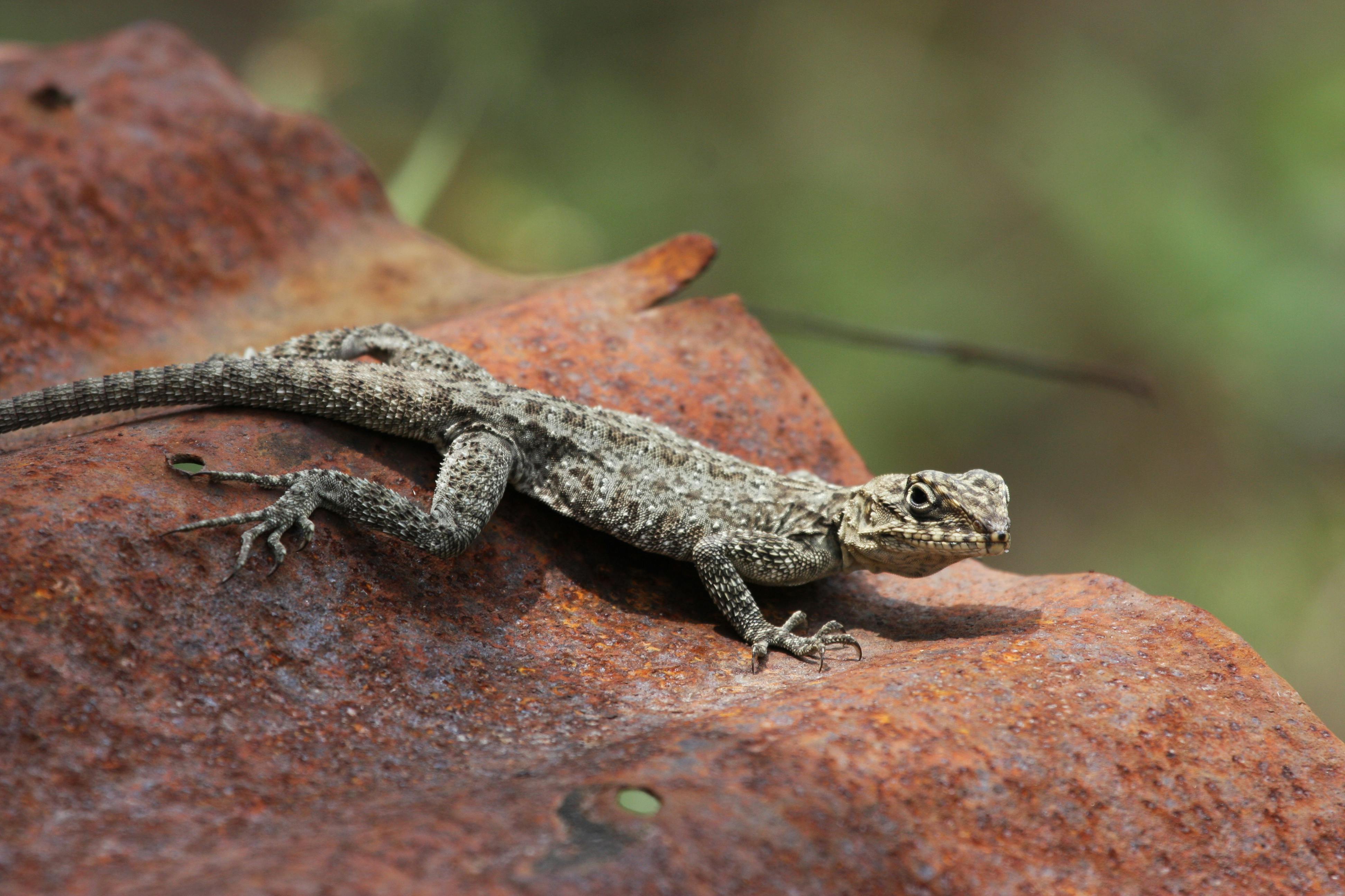 Cybersigilism Wallpaper Photos, Download The BEST Free Cybersigilism ...