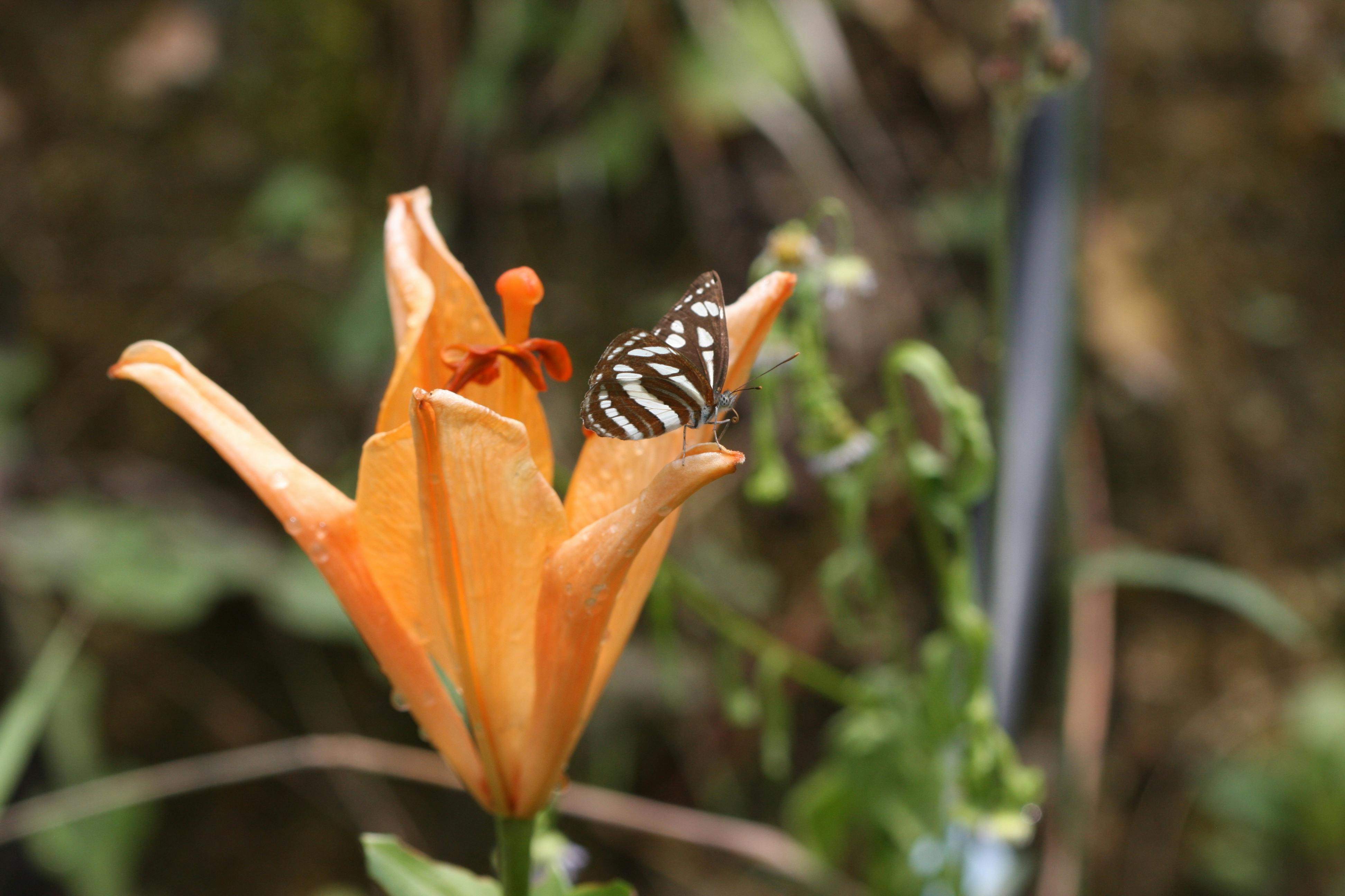 S1mple Signing Camera+Wallpaper Photos, Download The BEST Free S1mple ...