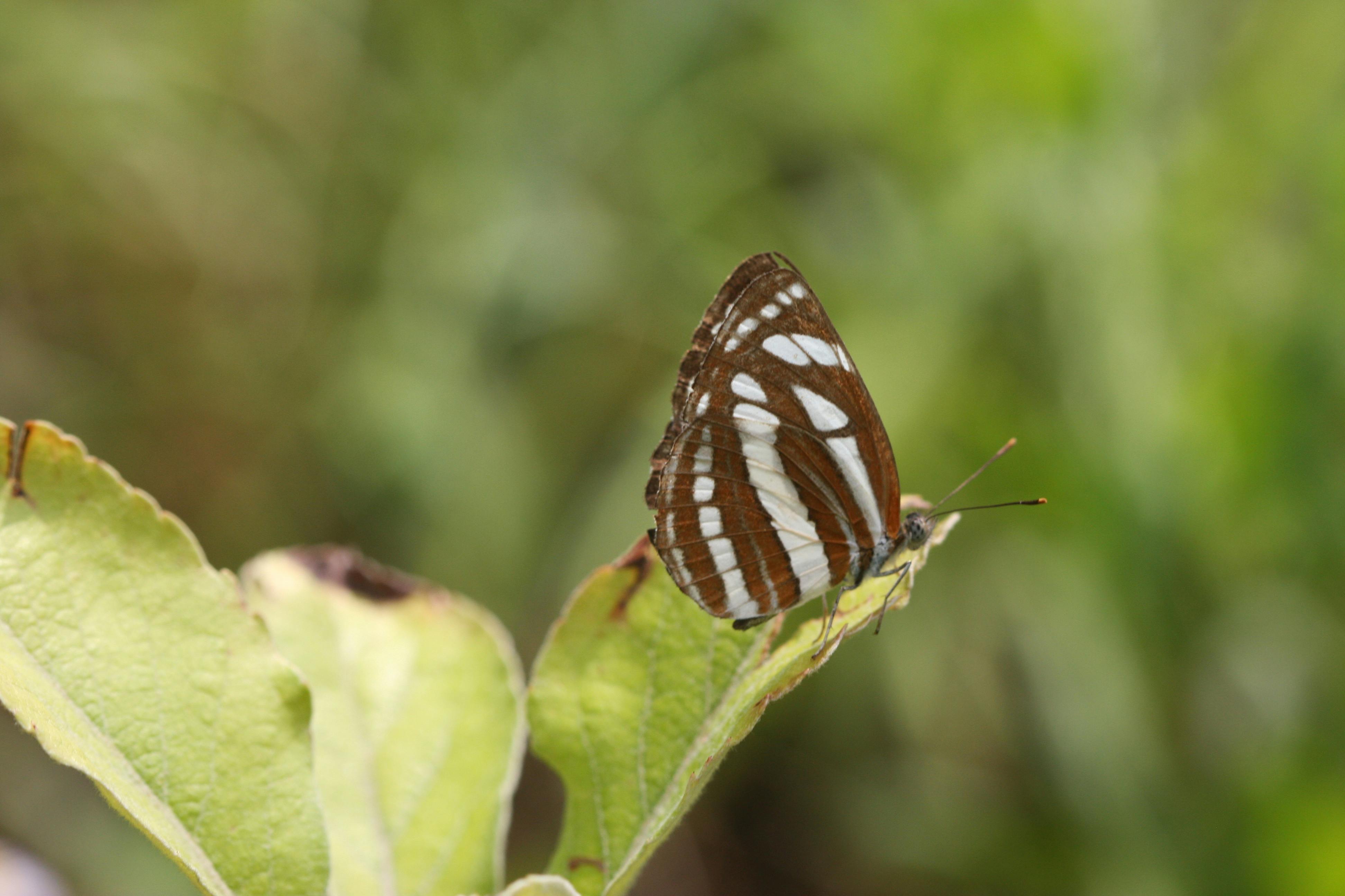 Cybersigilism Wallpaper Photos, Download The BEST Free Cybersigilism ...