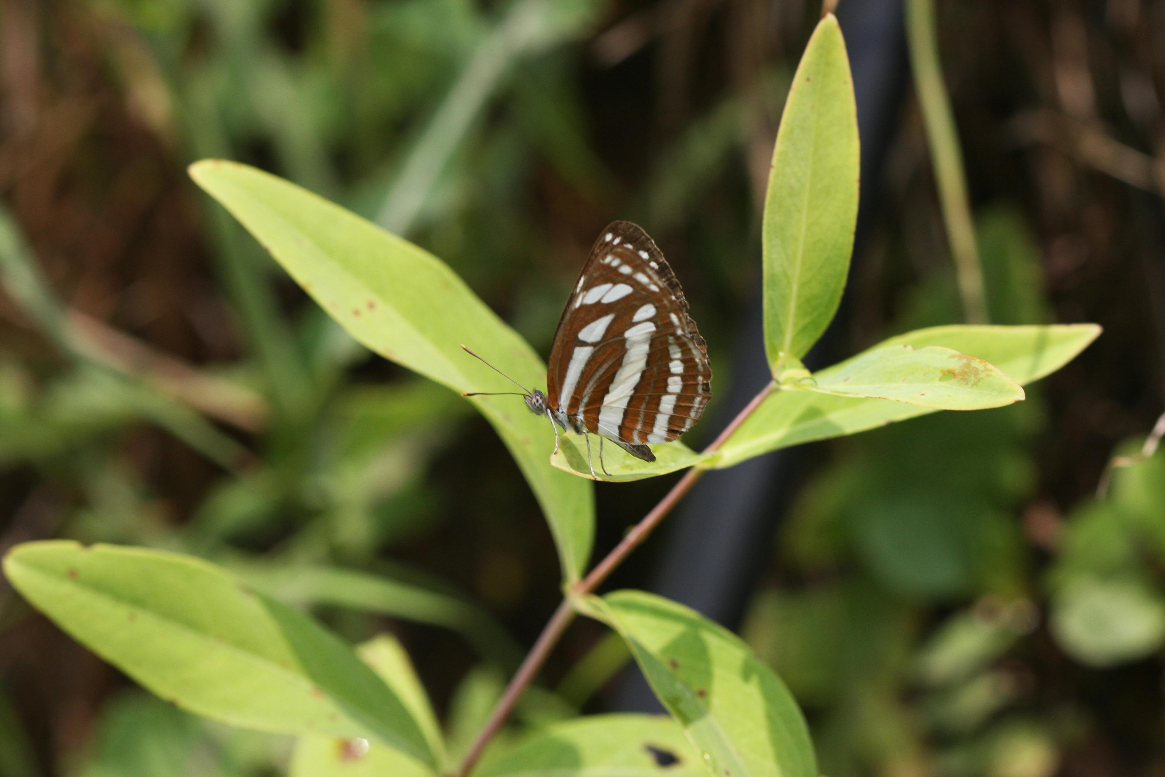 Insects 4k Wallpaper Photos, Download The BEST Free Insects 4k ...