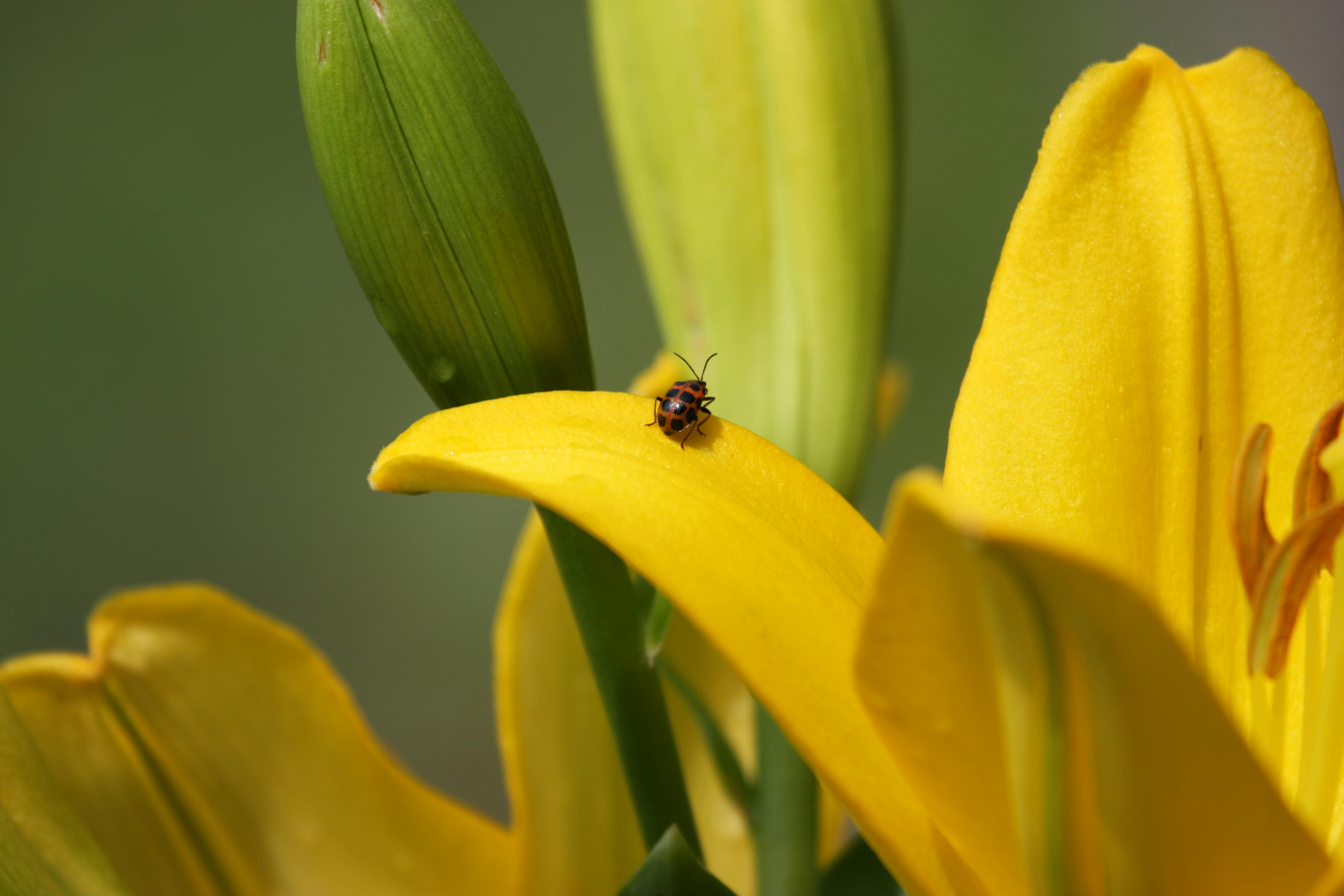 Cybersigilism Wallpaper Photos, Download The BEST Free Cybersigilism ...