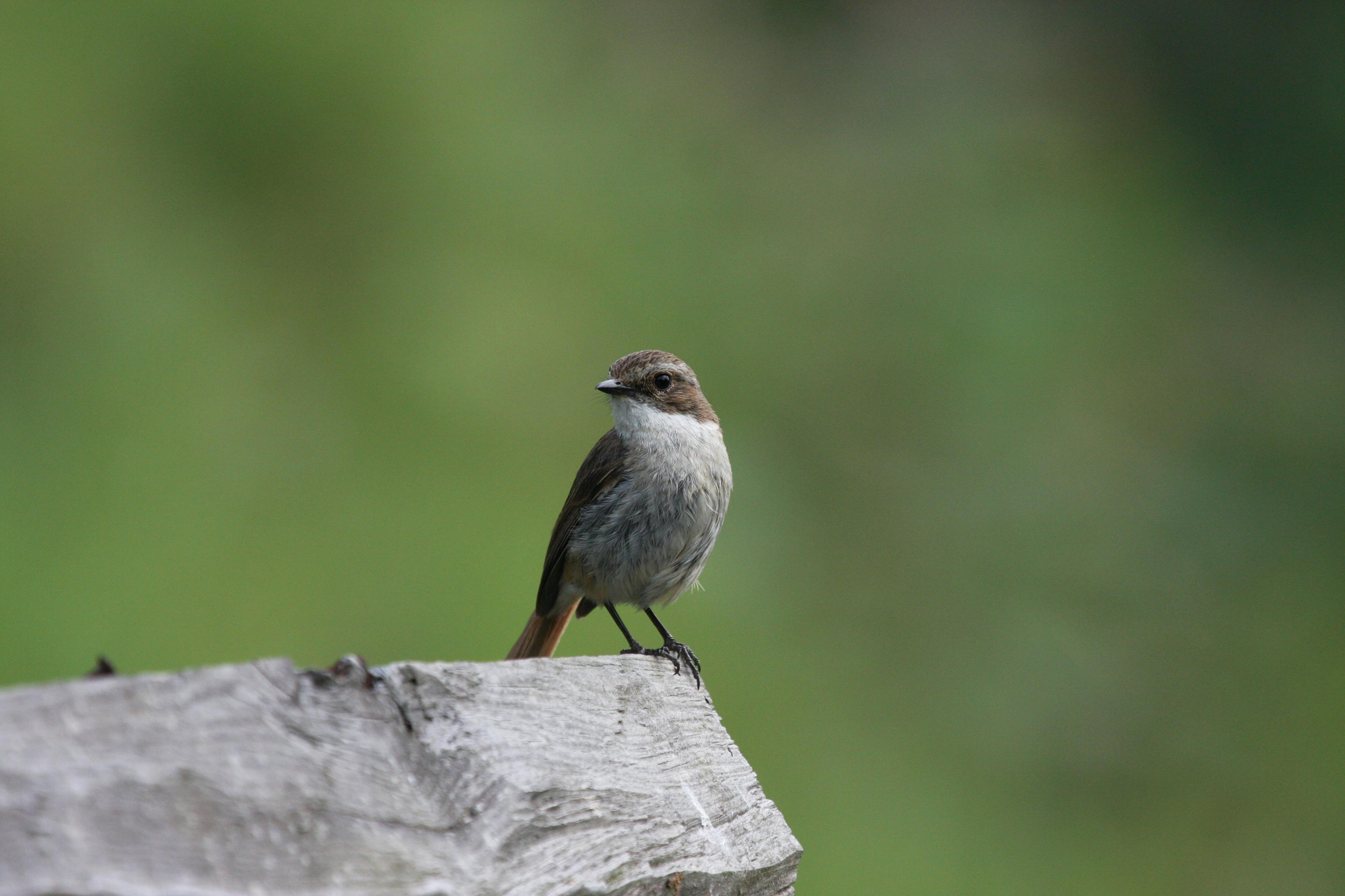 100.000+ Scroller+girls+small+size+hd Bilder und Fotos · Kostenlos ...