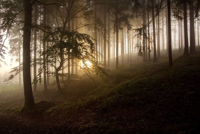 Captivating Forest Photos, Download The BEST Free Captivating Forest ...