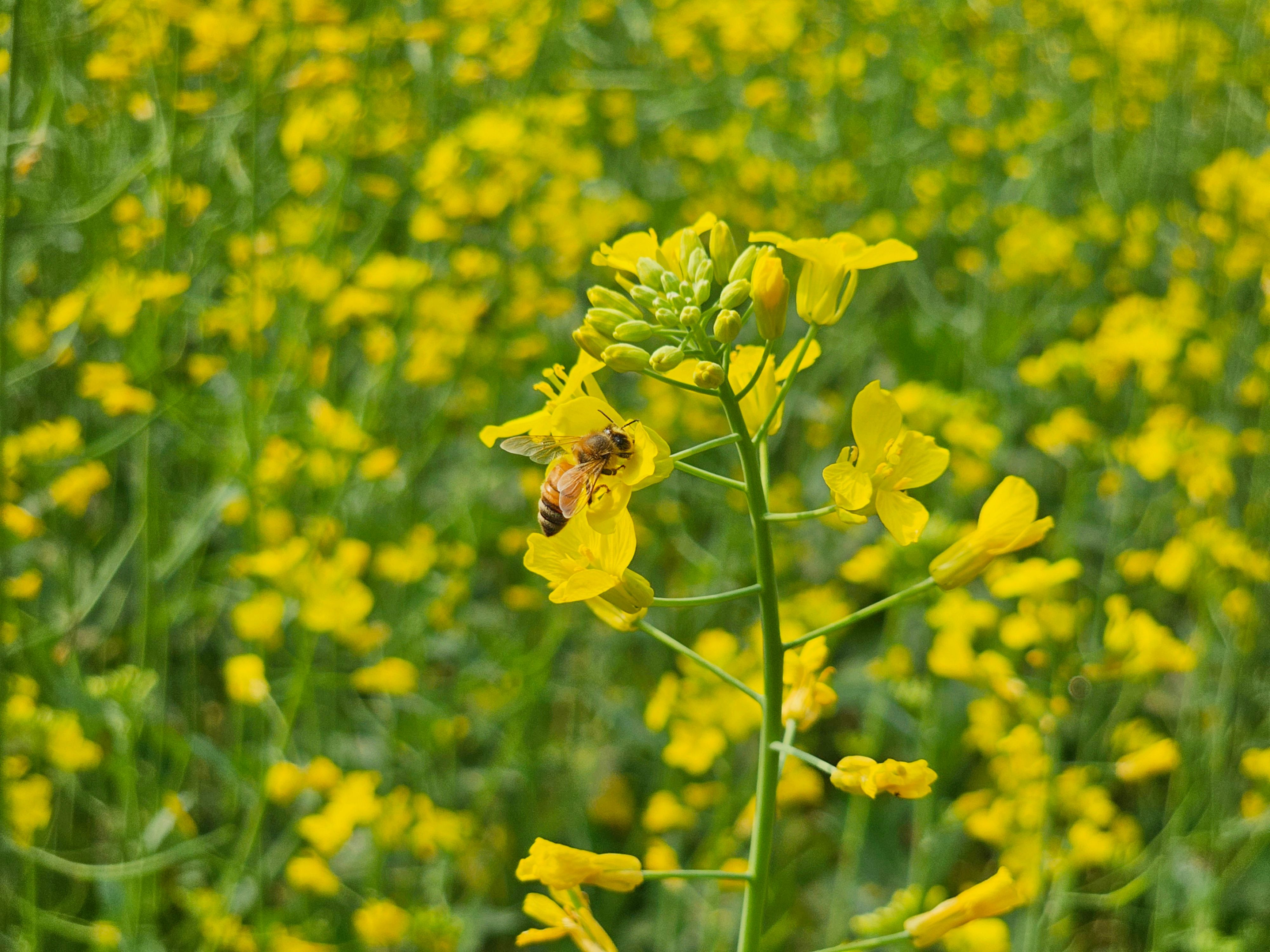 Bee Pollinating Mustard Flower in Field · Free Stock Photo