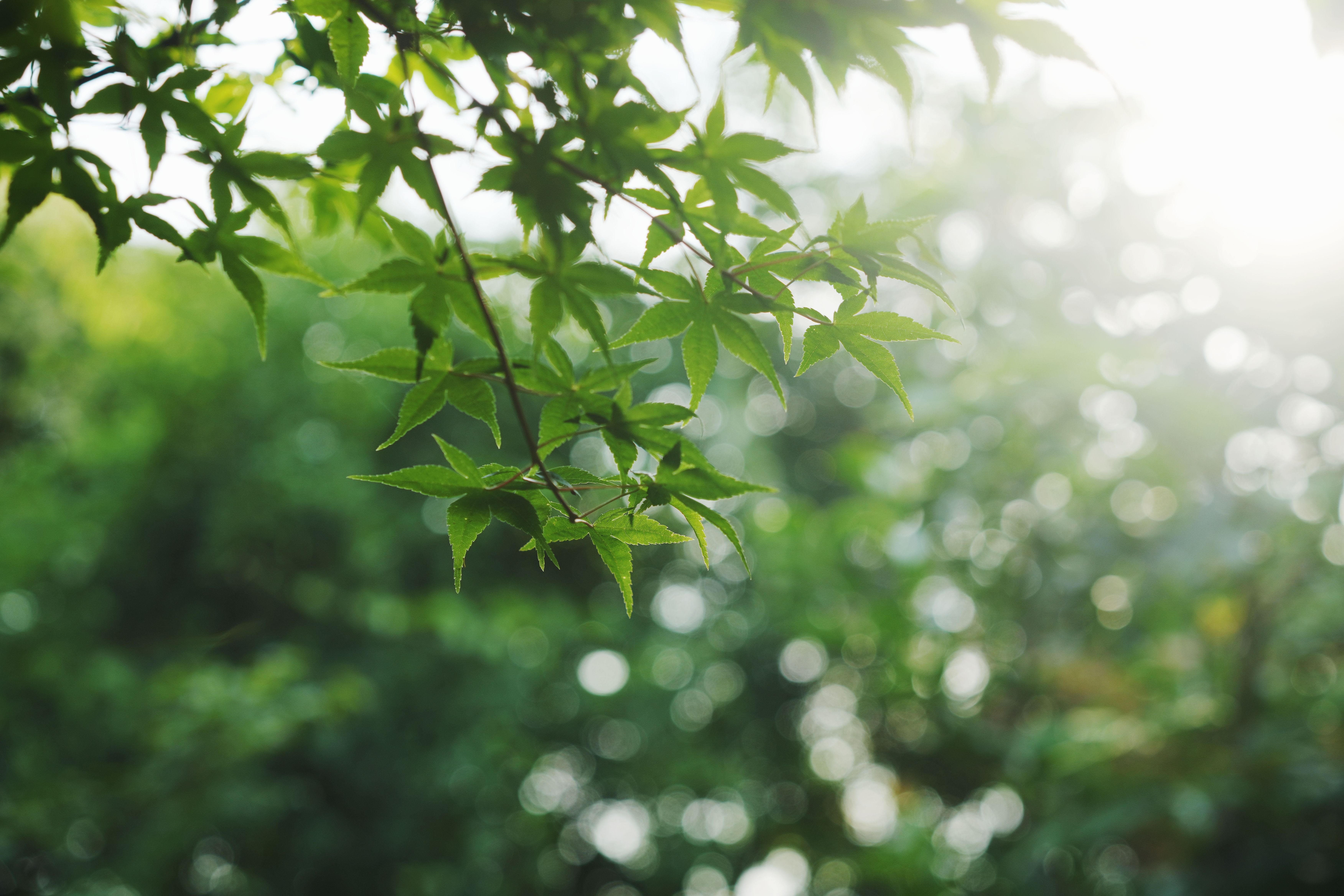 Green Tree Sunshine Photos, Download The BEST Free Green Tree Sunshine ...