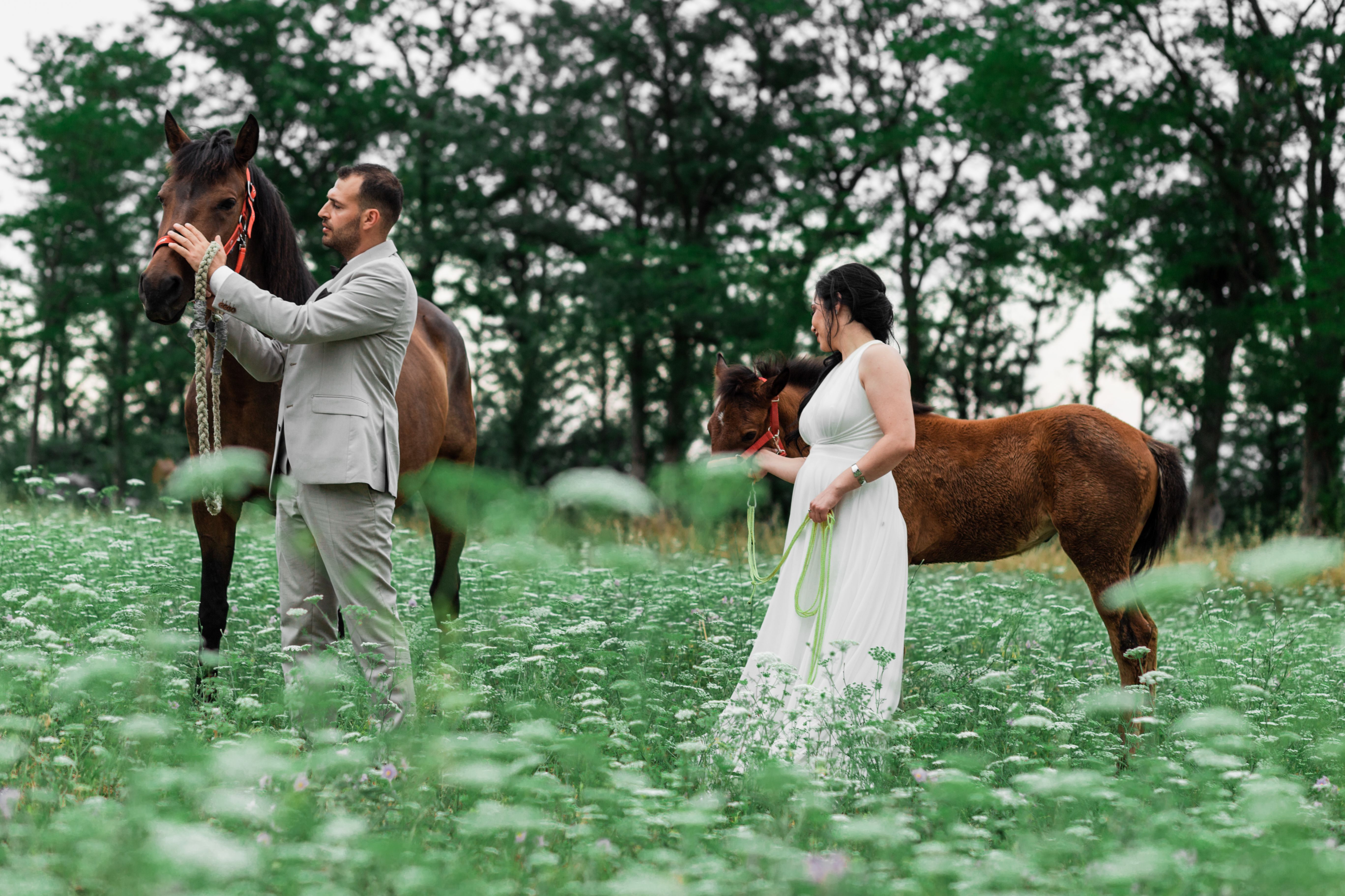 Elegant Couple with Horses in Green Meadow · Free Stock Photo