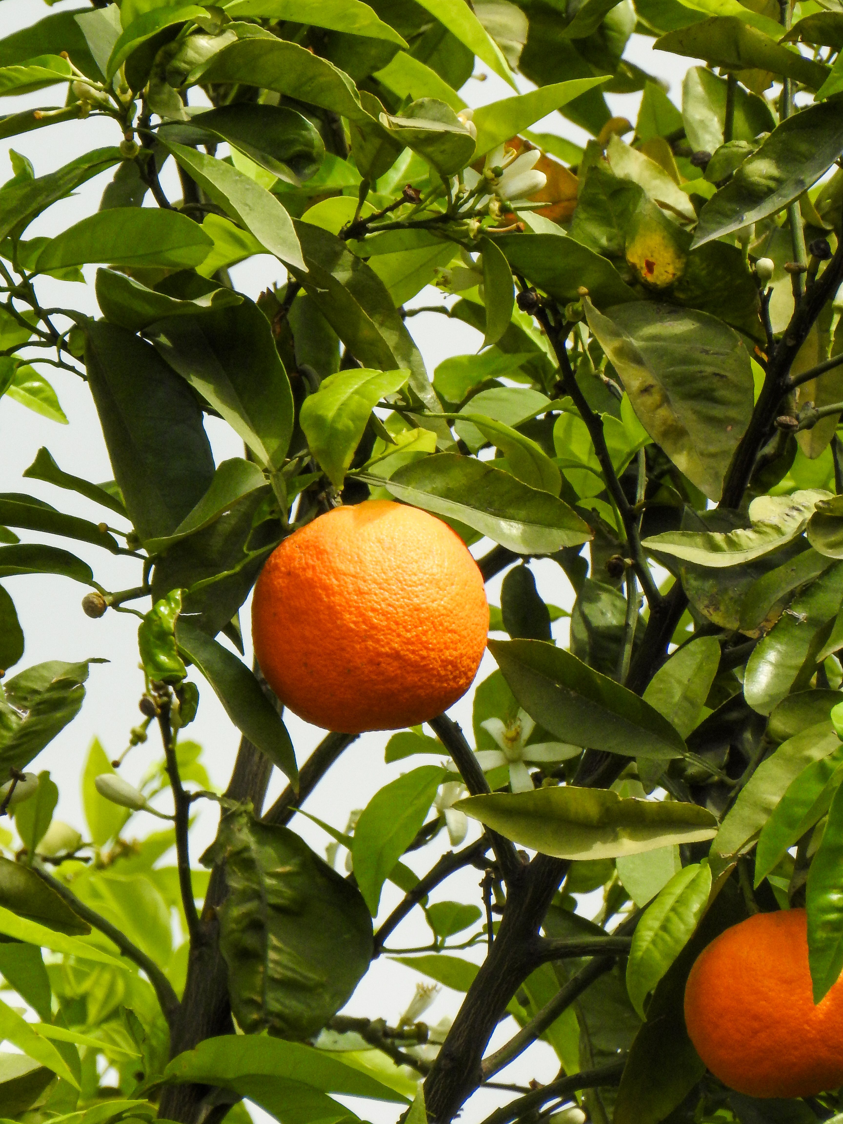 Orange Fruit on Tree · Free Stock Photo