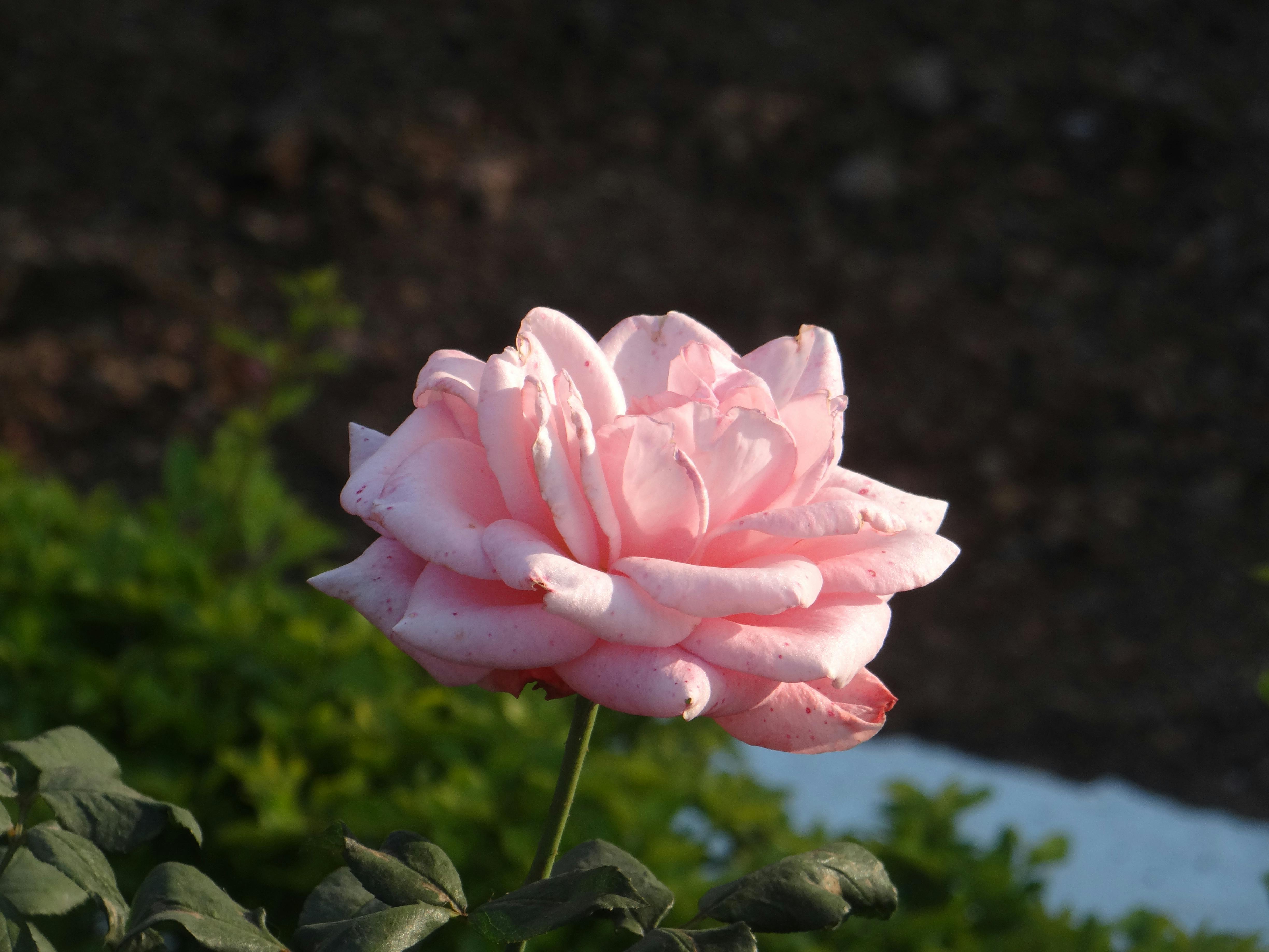 Flower Bukey Photos, Download The BEST Free Flower Bukey Stock Photos ...