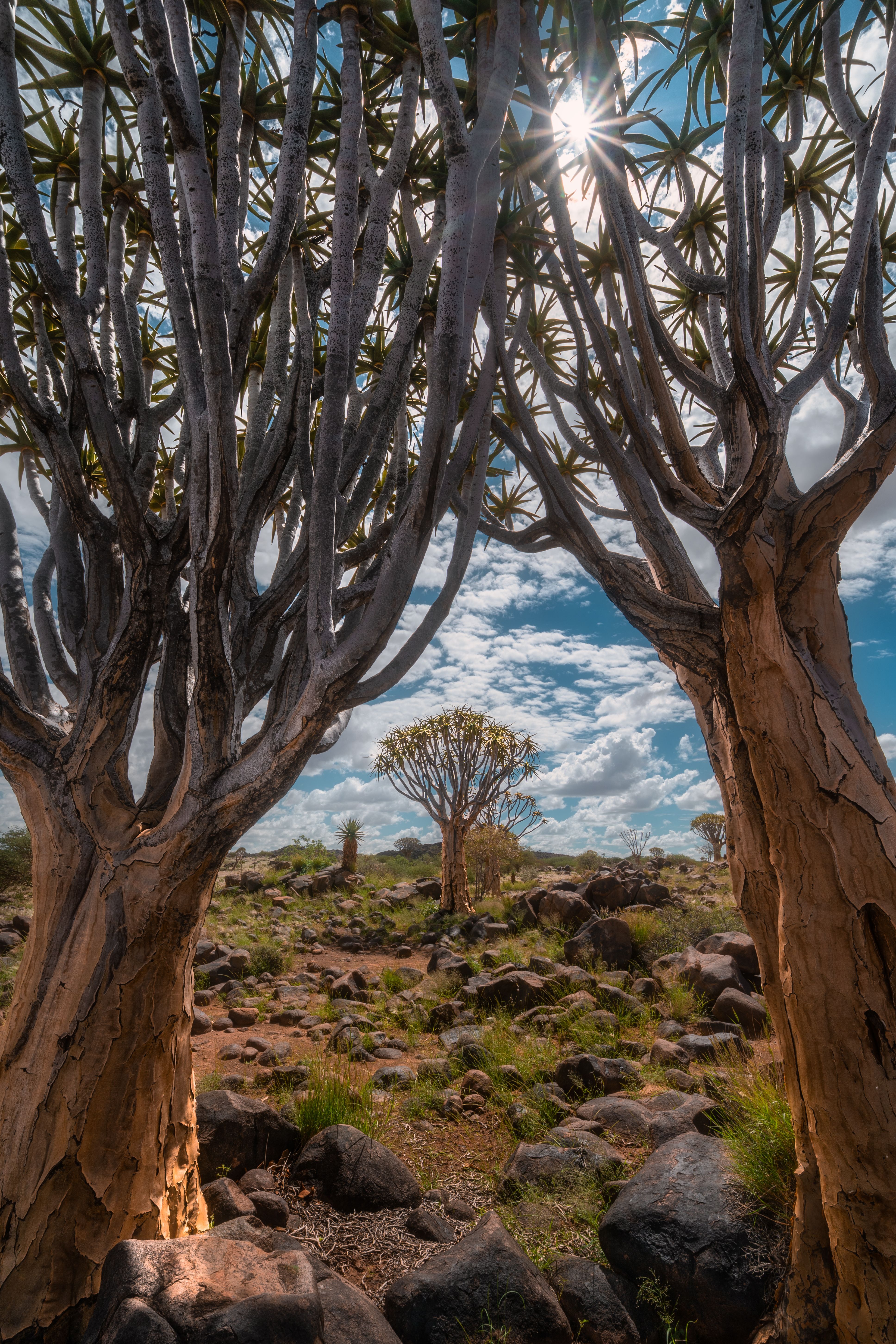 Quiver Tree Forest Namibia Photos, Download The BEST Free Quiver Tree ...