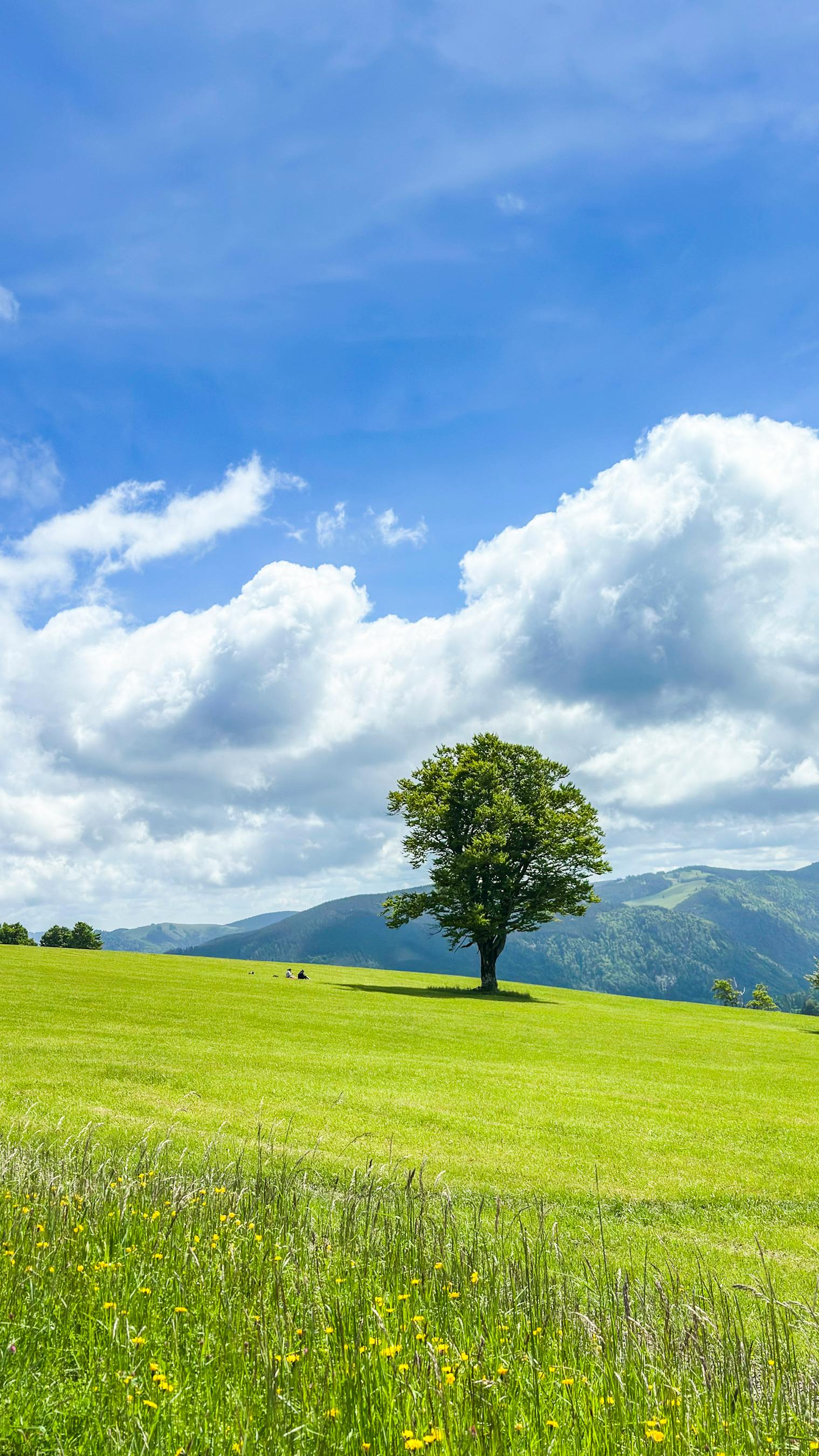Lush Green Landscape Photos, Download The BEST Free Lush Green ...