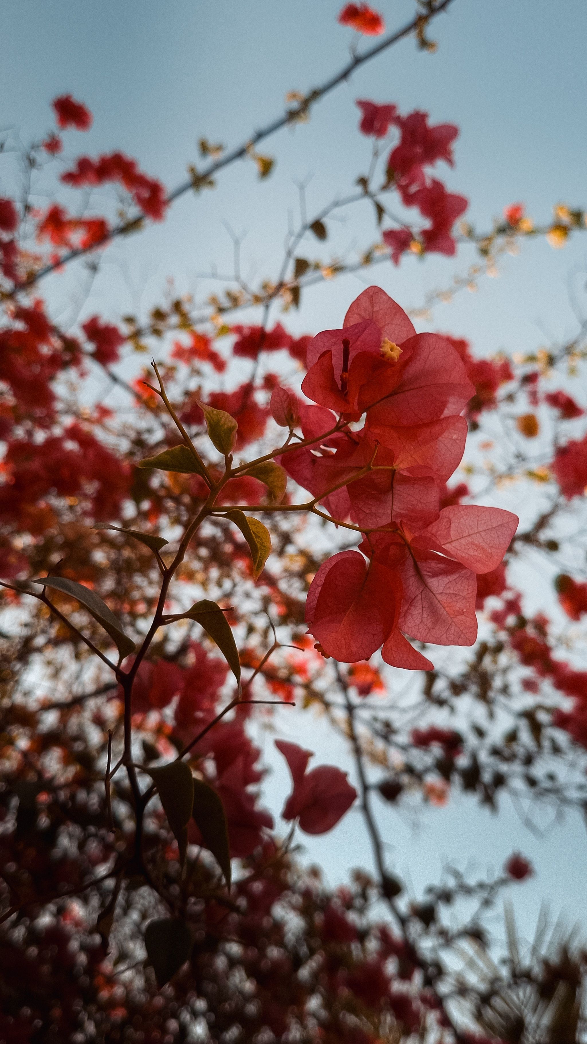 Hermosas Flores De Buganvilla En Flor · Foto de stock gratuita