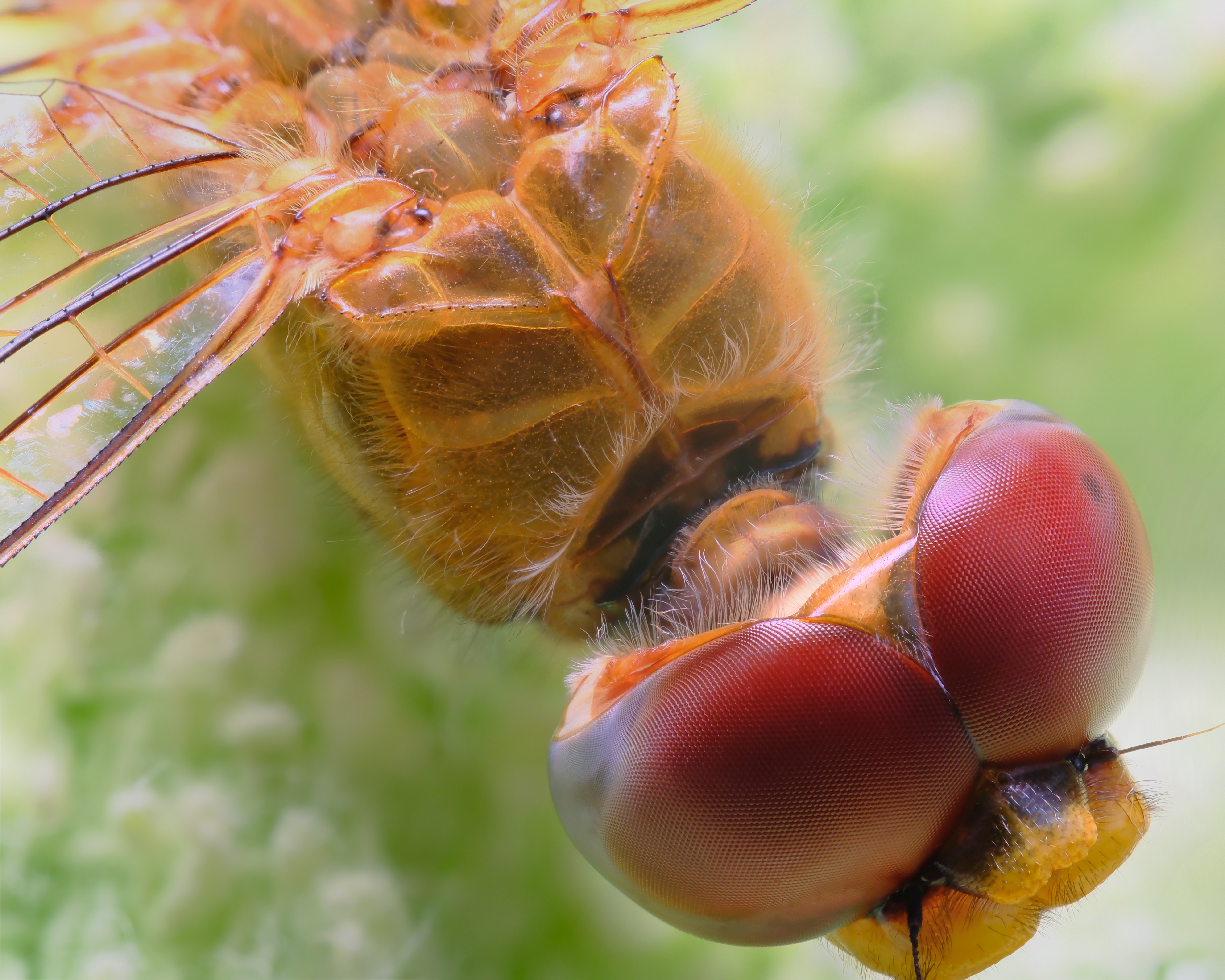 Close-Up of Dragonfly Macro Photography · Free Stock Photo