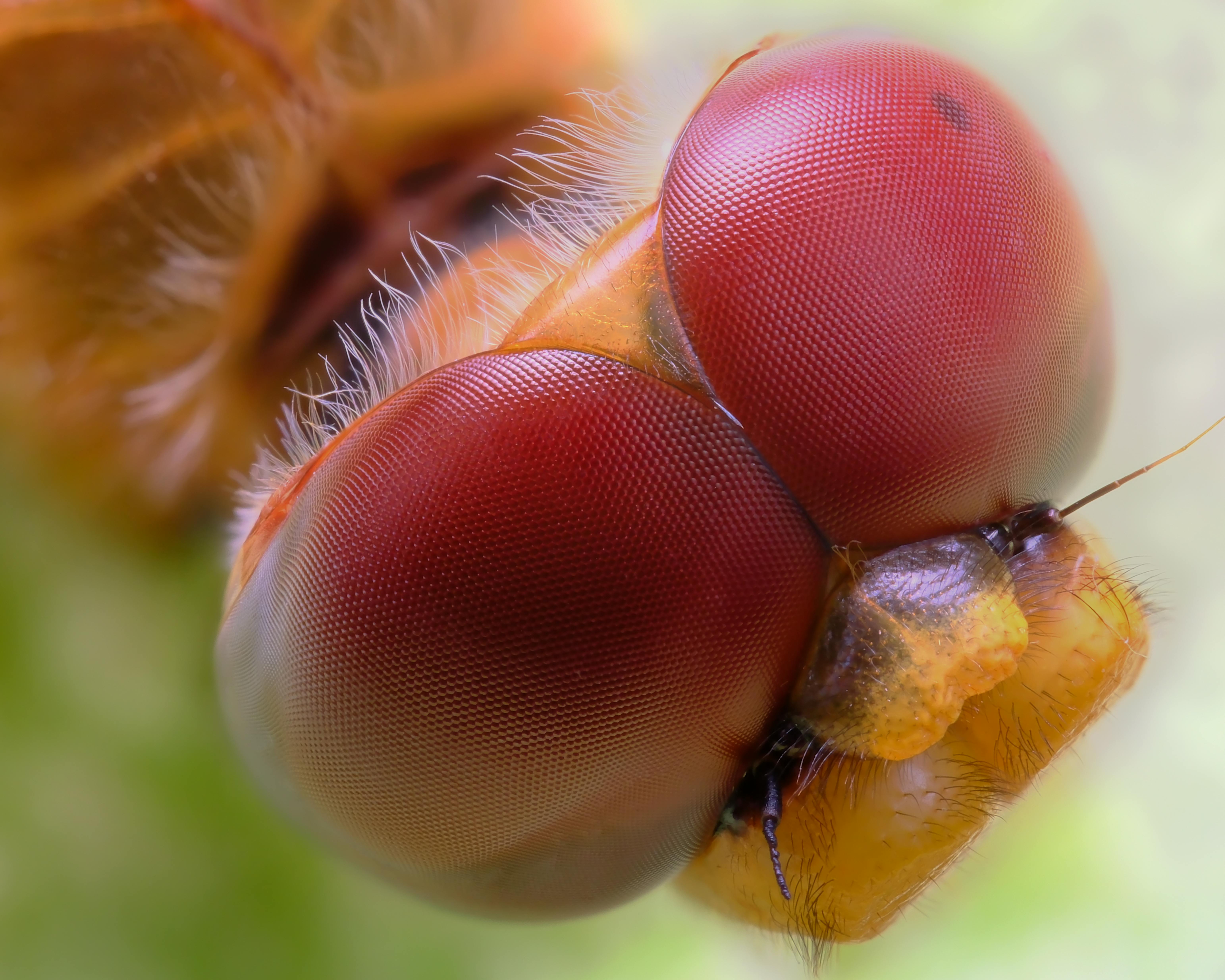 Primer Plano De Los Detalles Del Ojo Compuesto De Una Libélula · Foto ...