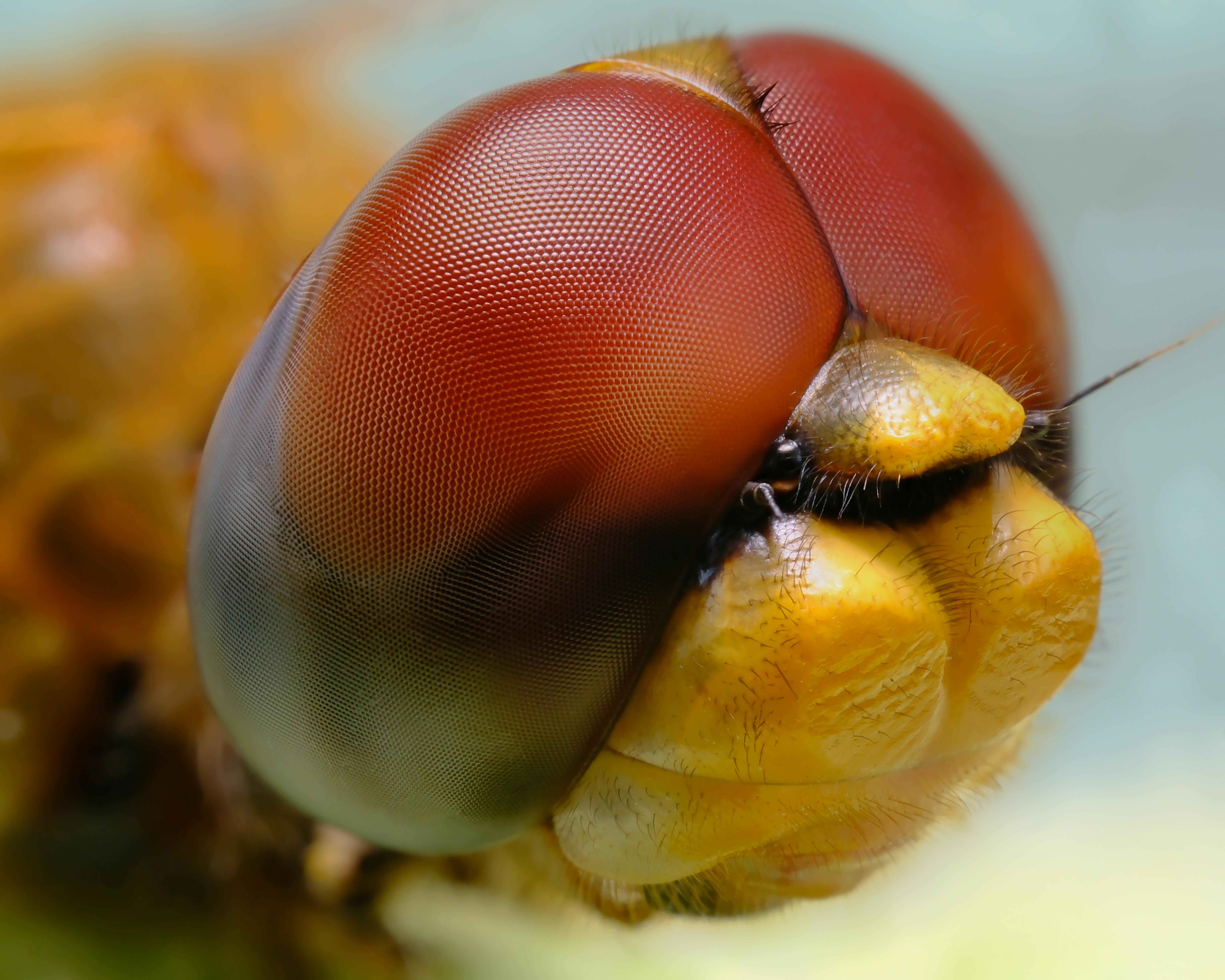 Close-up Macro of Dragonfly Eye and Head · Free Stock Photo