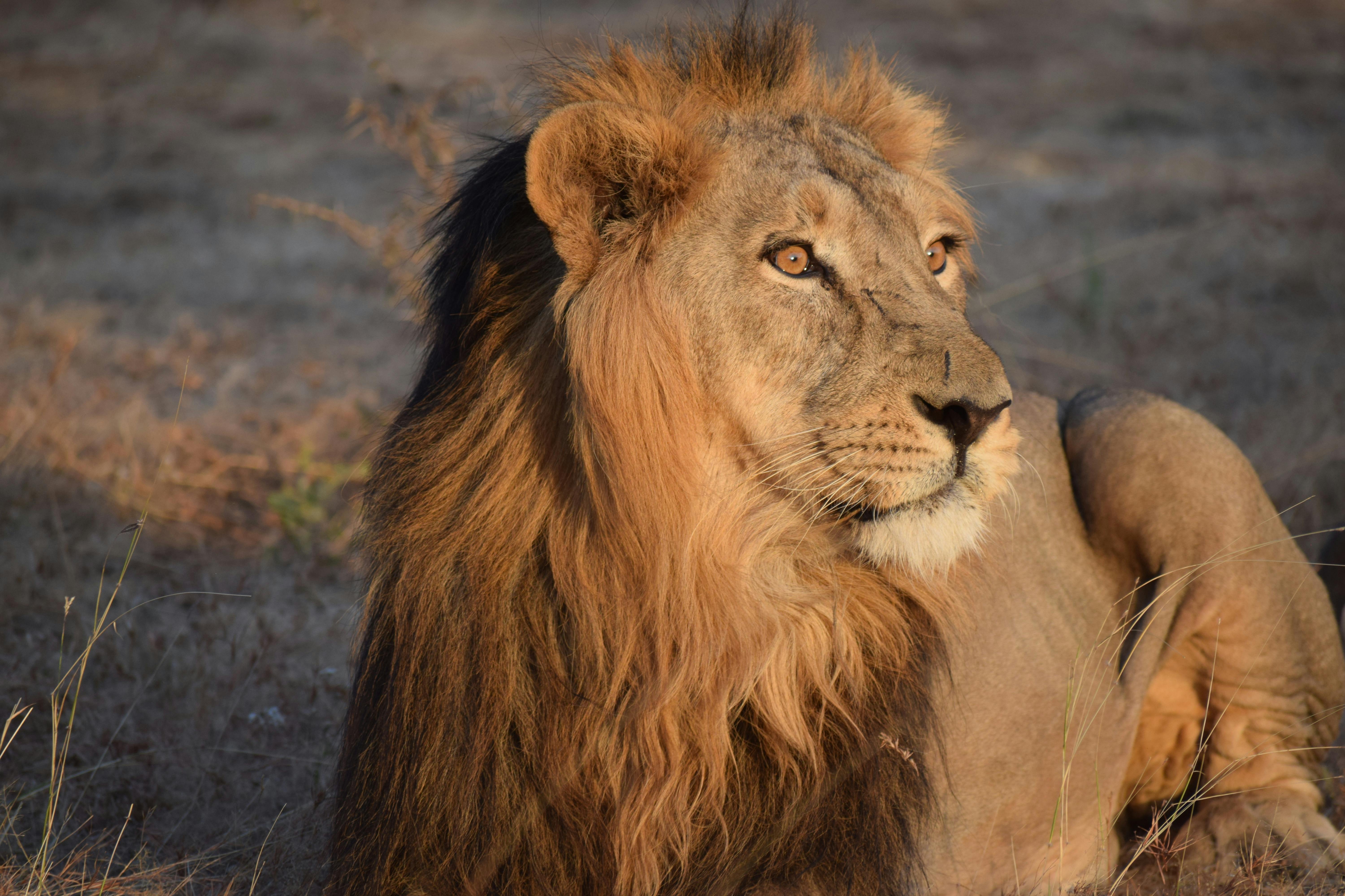 Majestic African Lion in Natural Habitat · Free Stock Photo