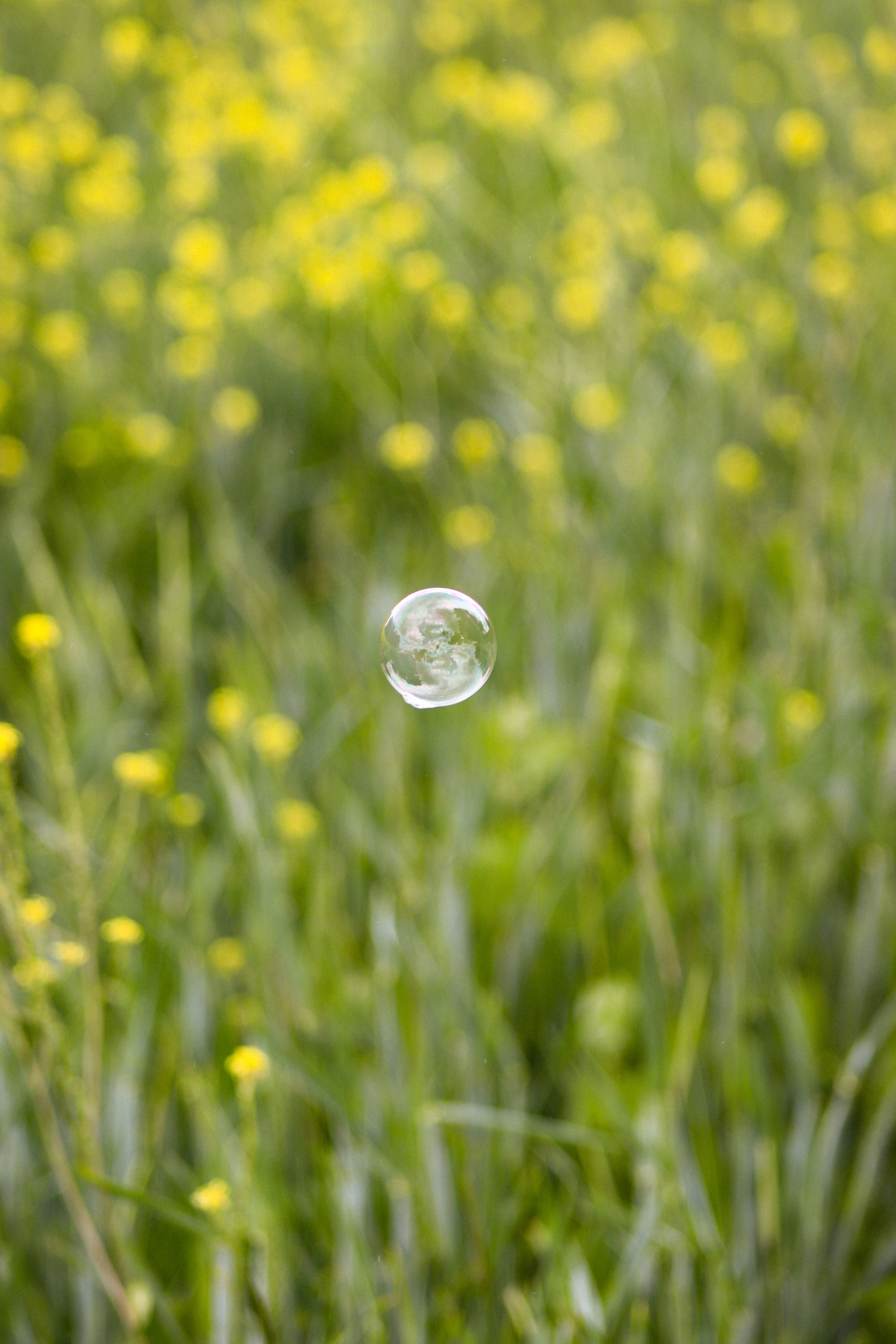 Floating Bubble in a Spring Meadow · Free Stock Photo