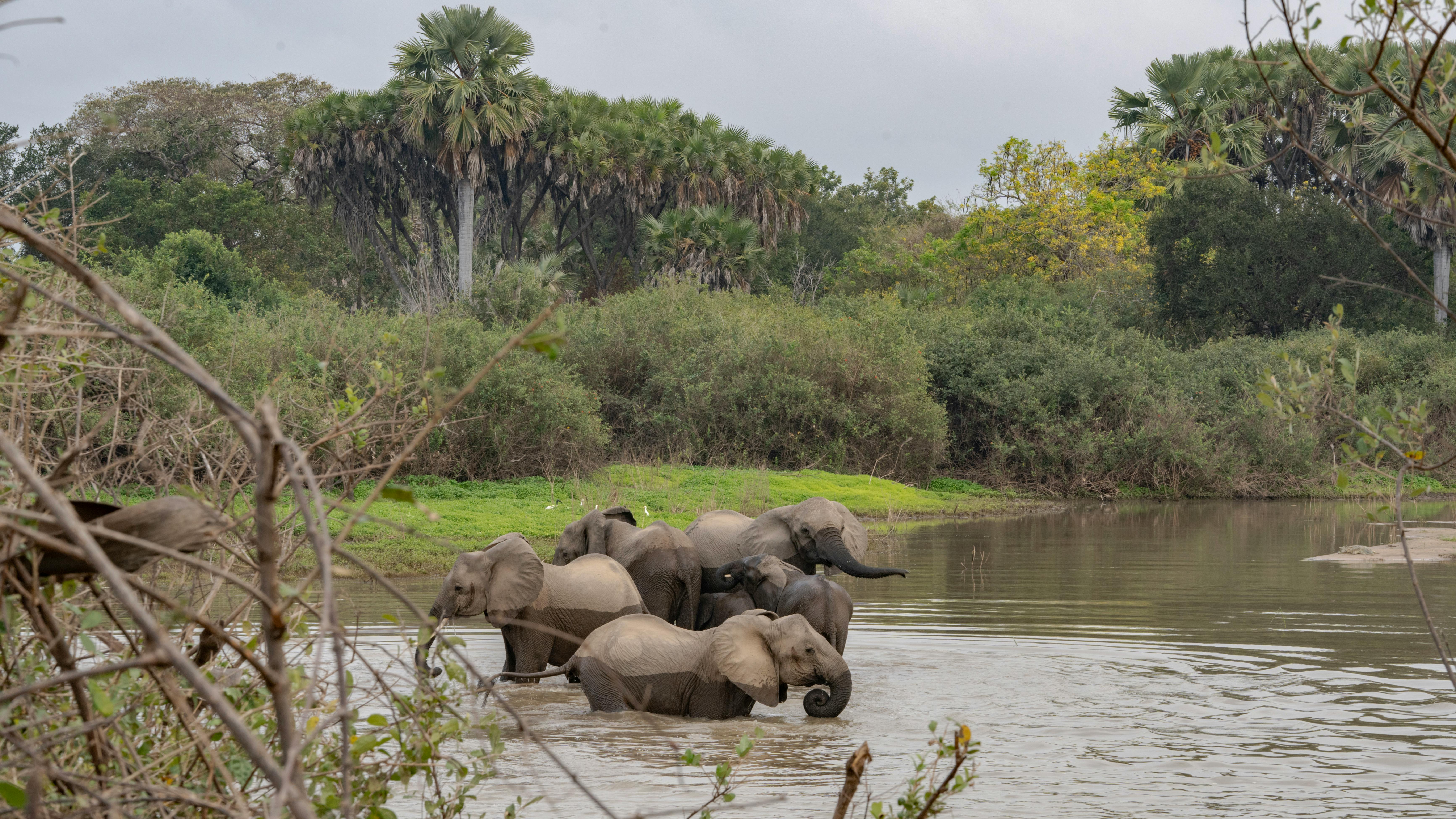 Herd of African Elephants Bathing in Tanzania · Free Stock Photo
