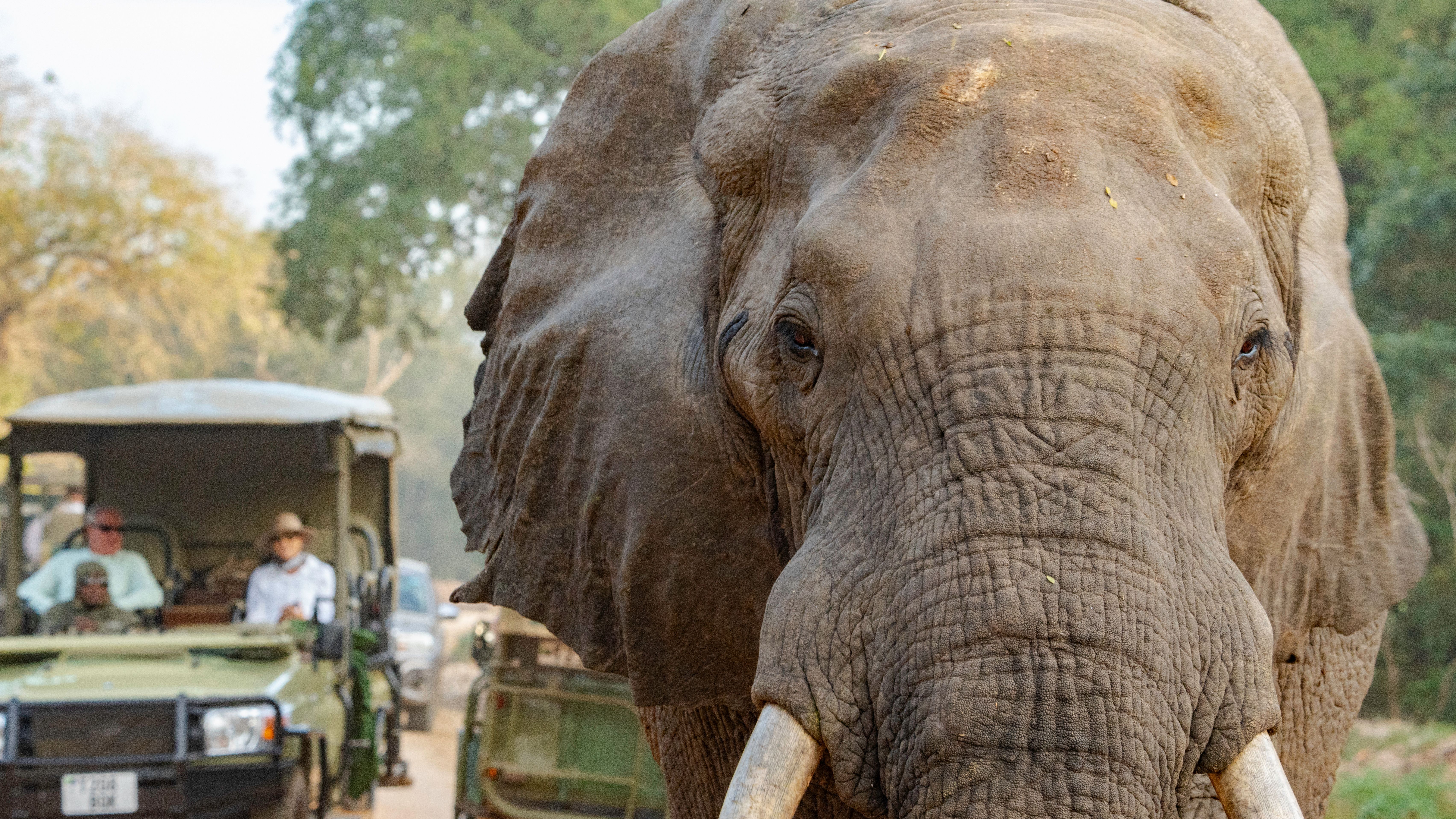Close-Up of African Elephant on Tanzanian Safari · Free Stock Photo