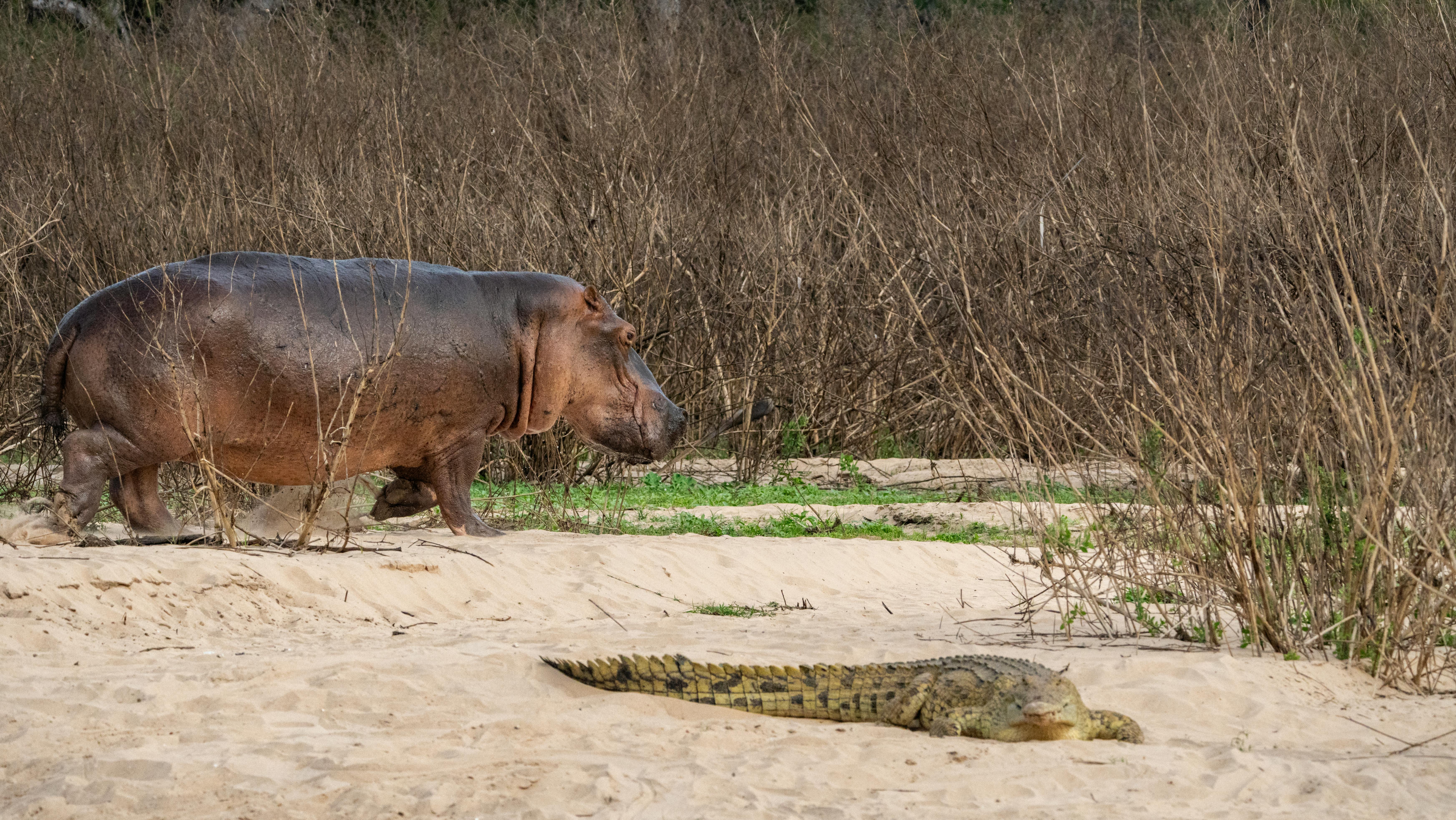 Hippo and Crocodile in Tanzanian Wild Landscape · Free Stock Photo