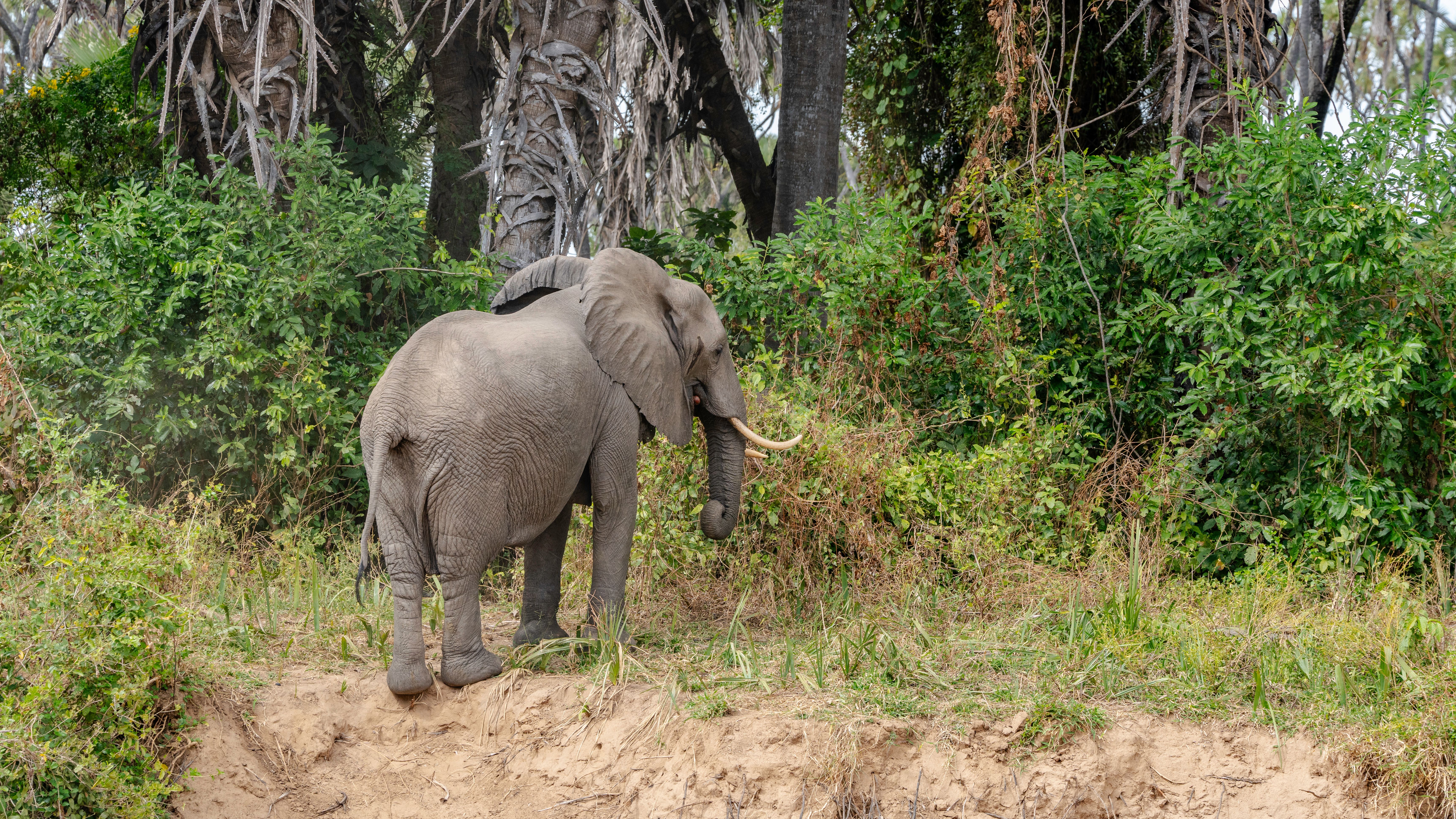 African Elephant in Lush Tanzanian Wild · Free Stock Photo