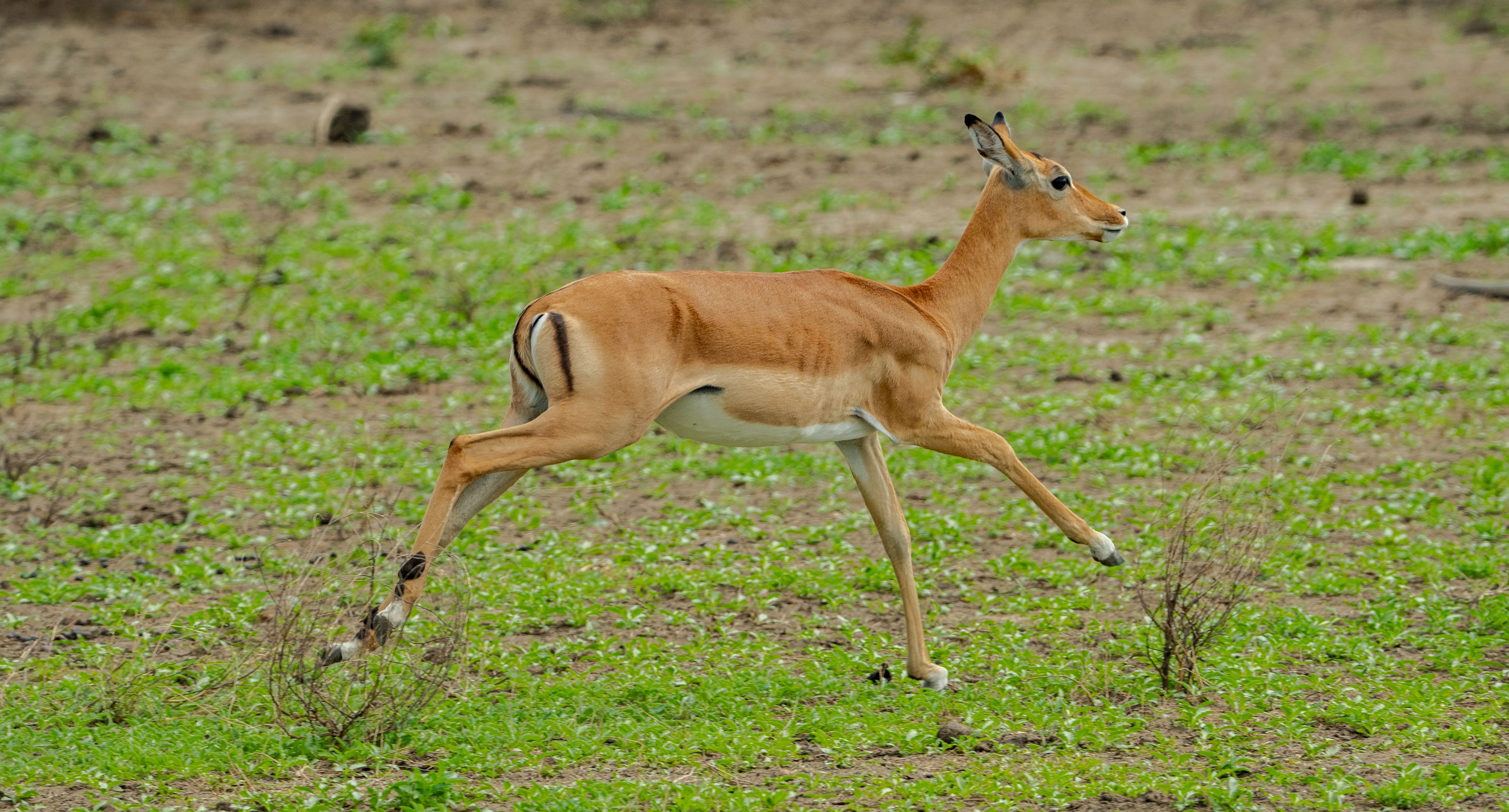 Impala Leaping Gracefully in Tanzanian Plains · Free Stock Photo