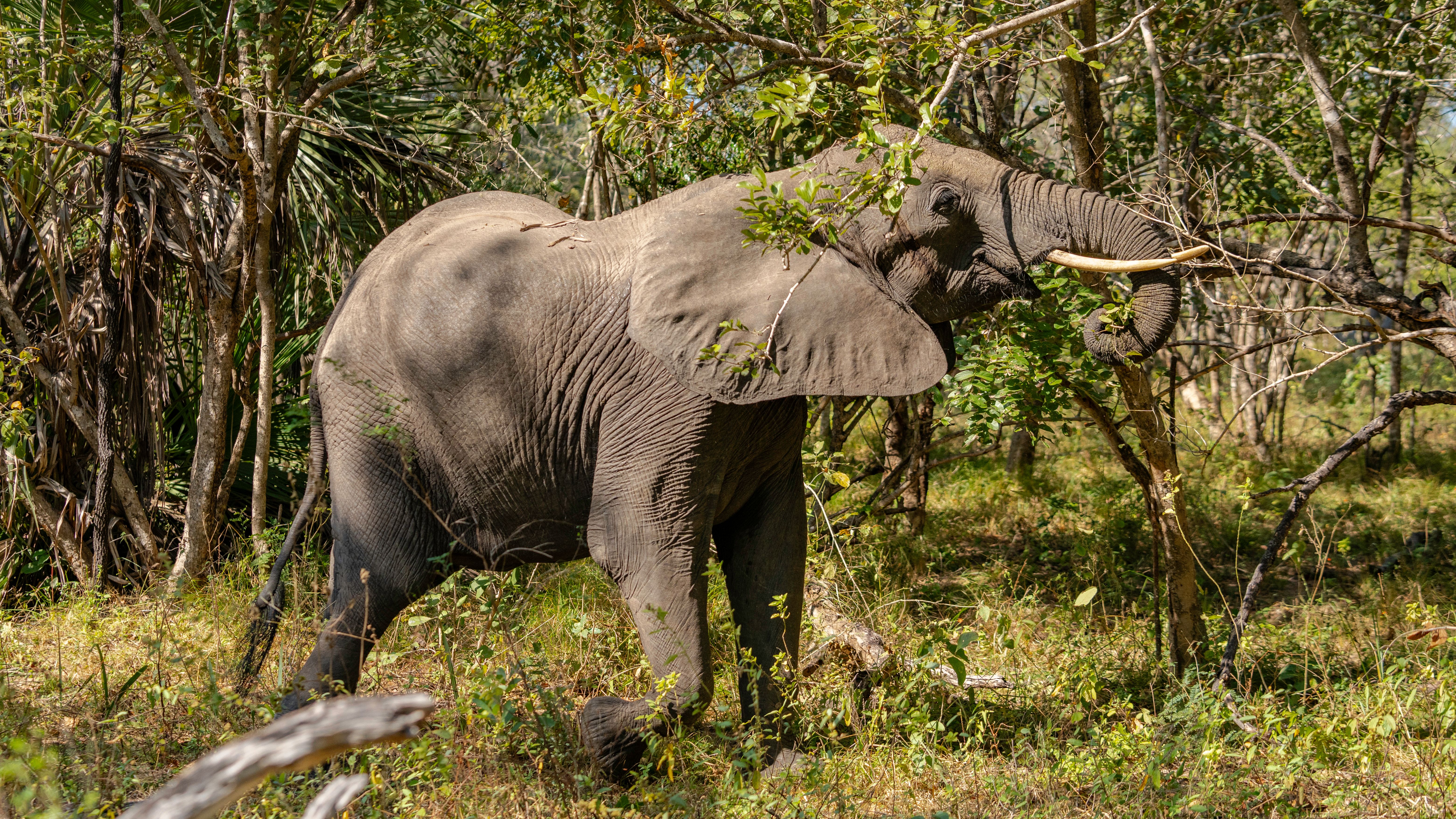 Black Elephant Near Trees · Free Stock Photo