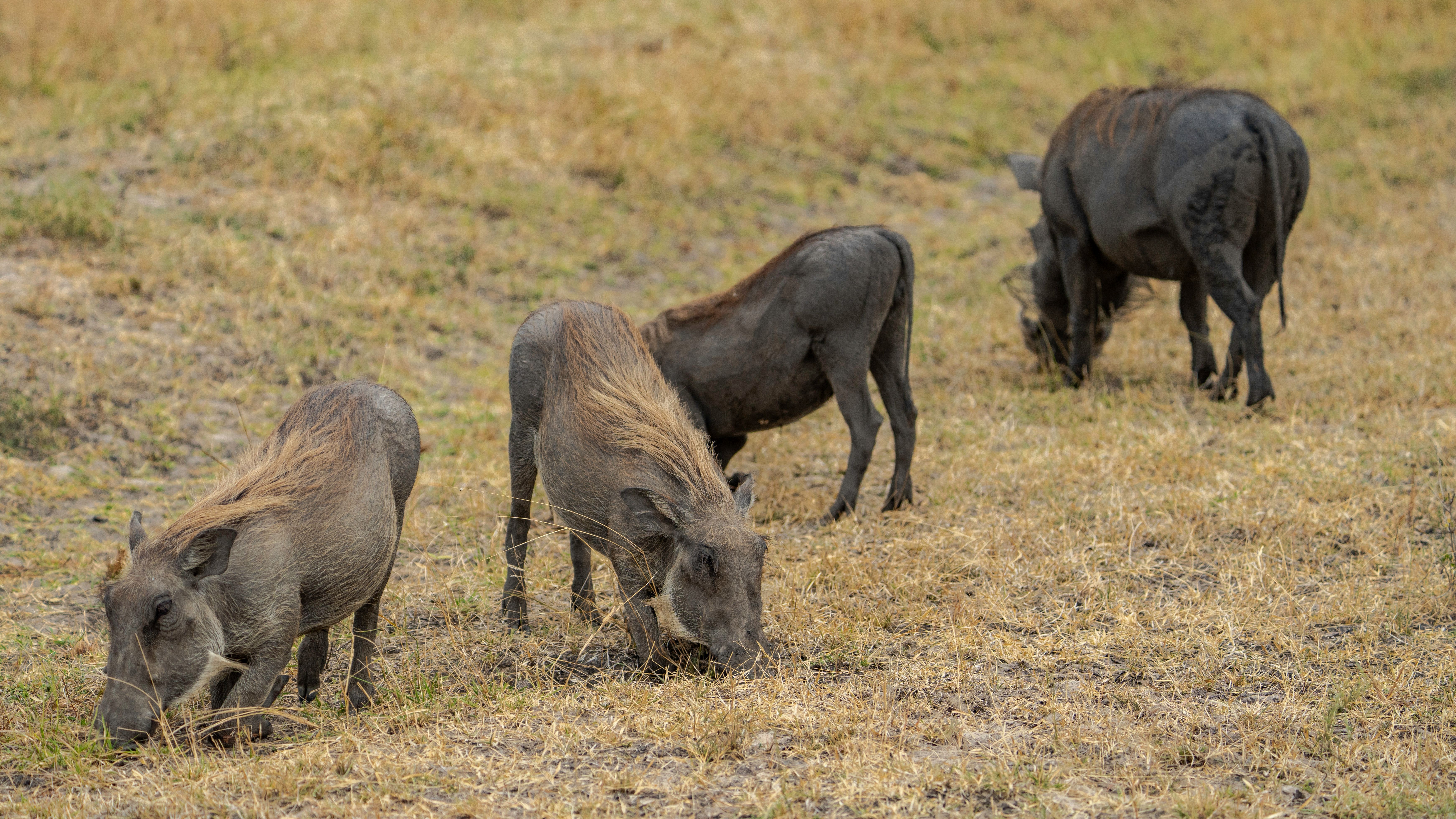 Photo African Safari Animals Photos, Download The BEST Free Photo ...