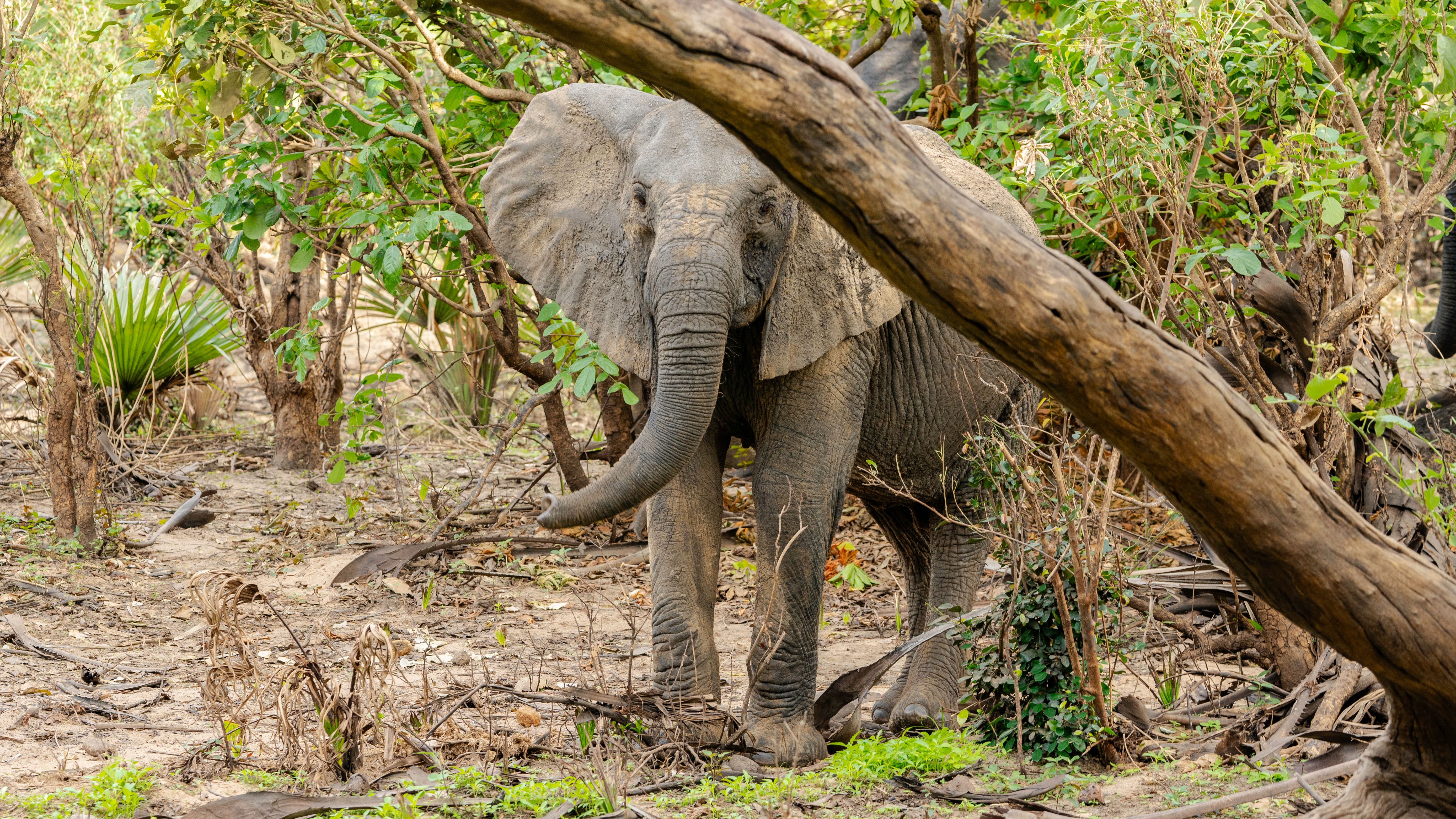 Elephant in Tanzanian Wildlife Habitat · Free Stock Photo