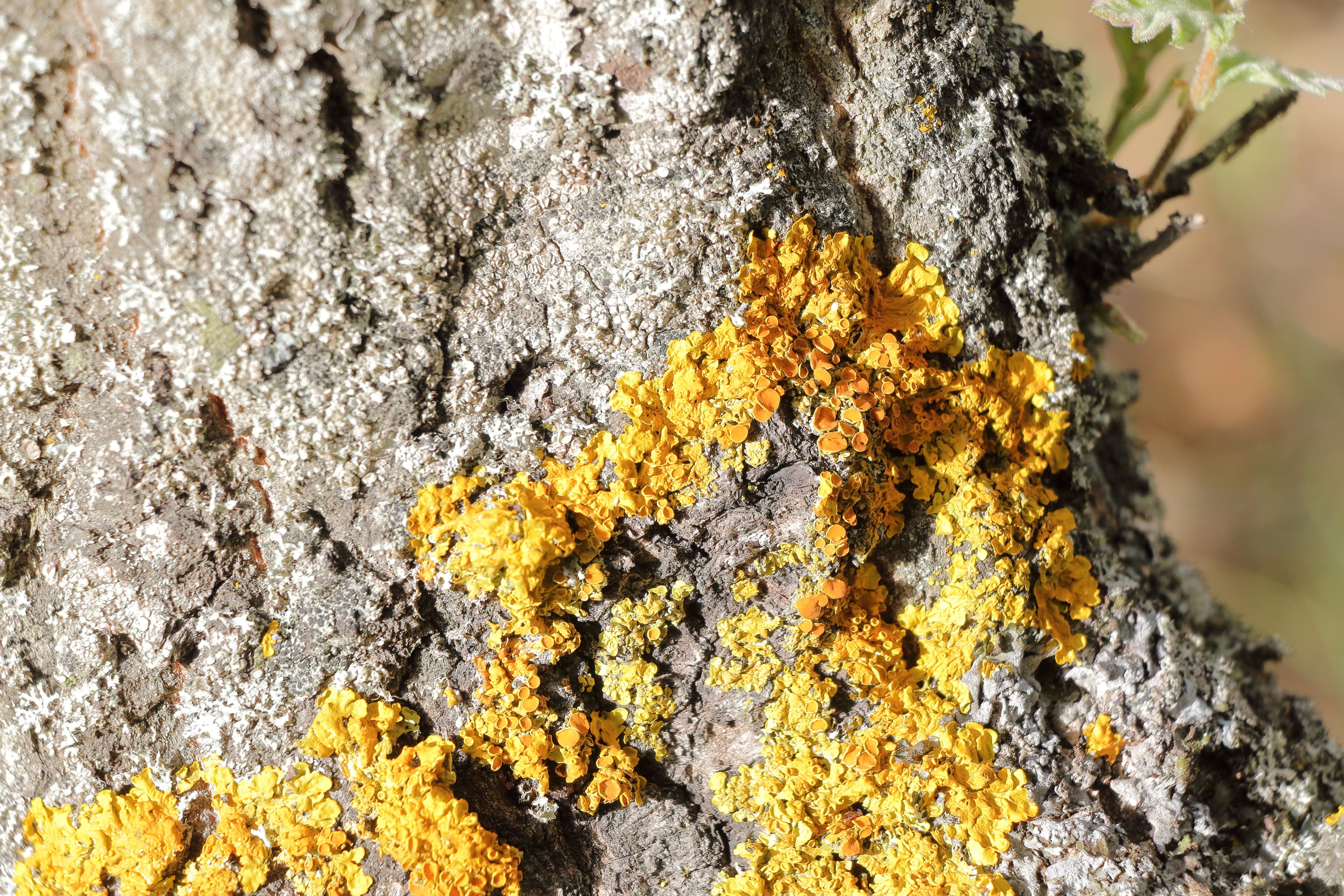 Close-up of Vibrant Yellow Lichen on Tree Bark · Free Stock Photo