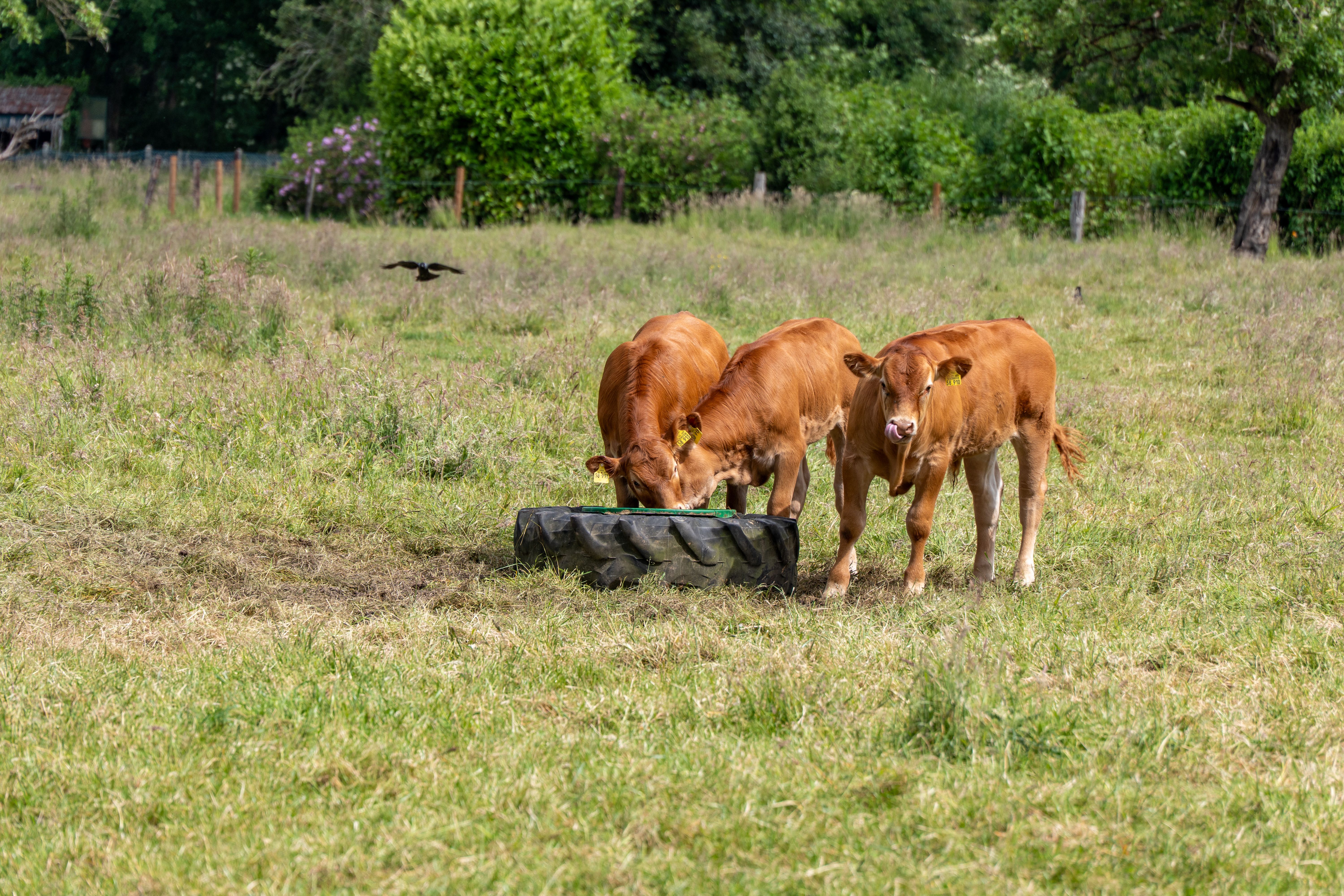 Country Life Photos, Download The BEST Free Country Life Stock Photos ...