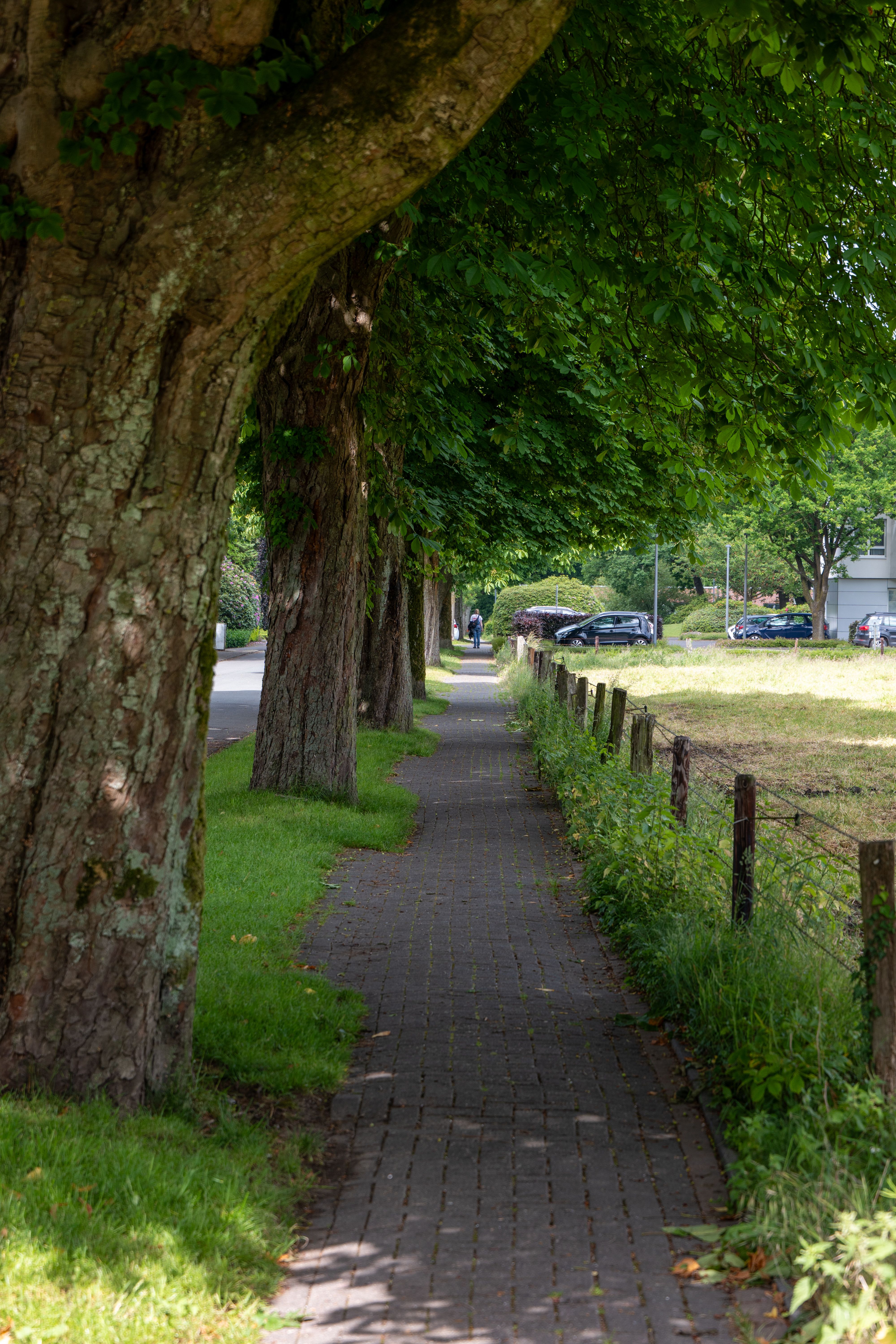 Tree-Lined Sidewalk in Suburban Neighborhood · Free Stock Photo
