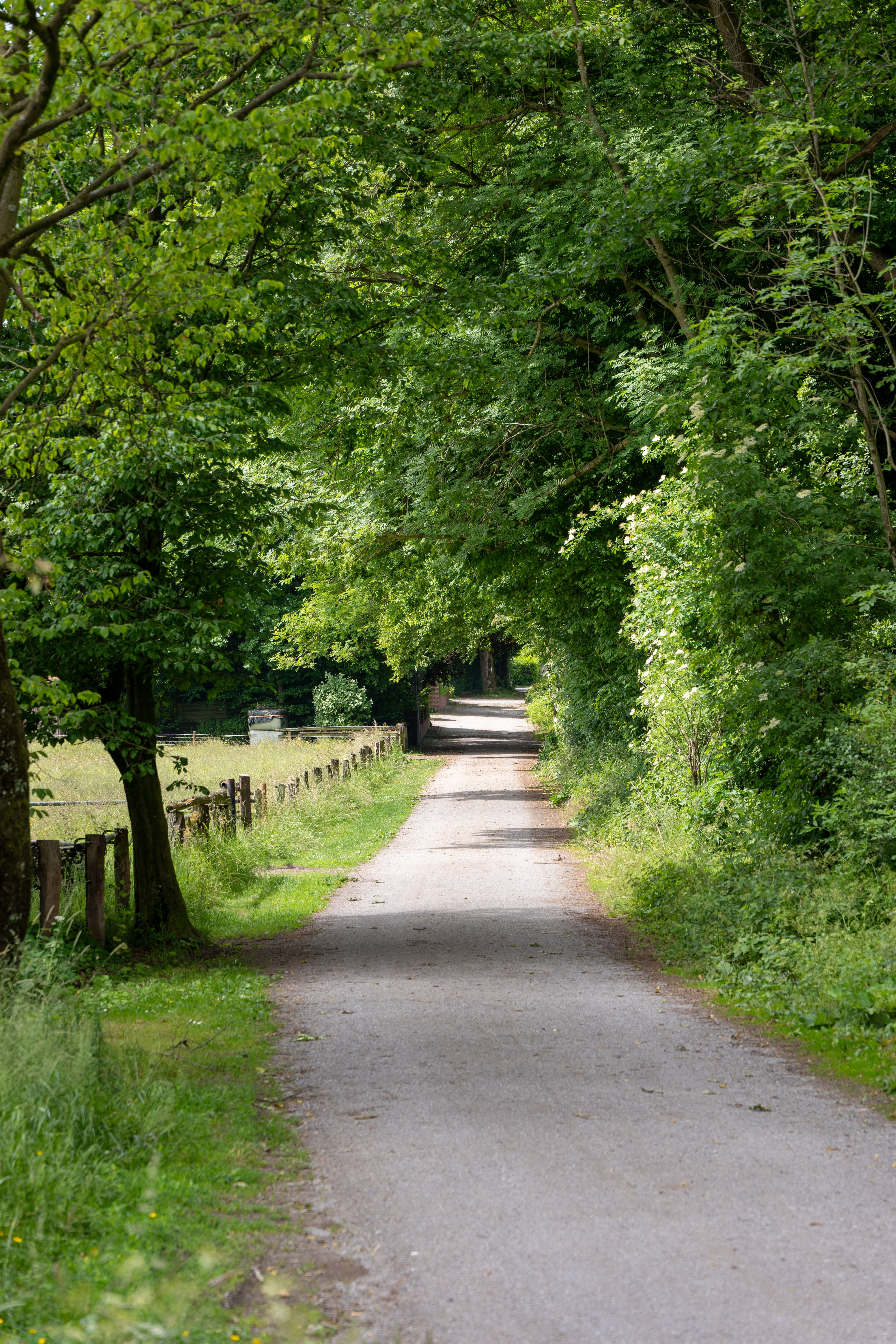 Scenic Green Pathway through Forest in Summer · Free Stock Photo