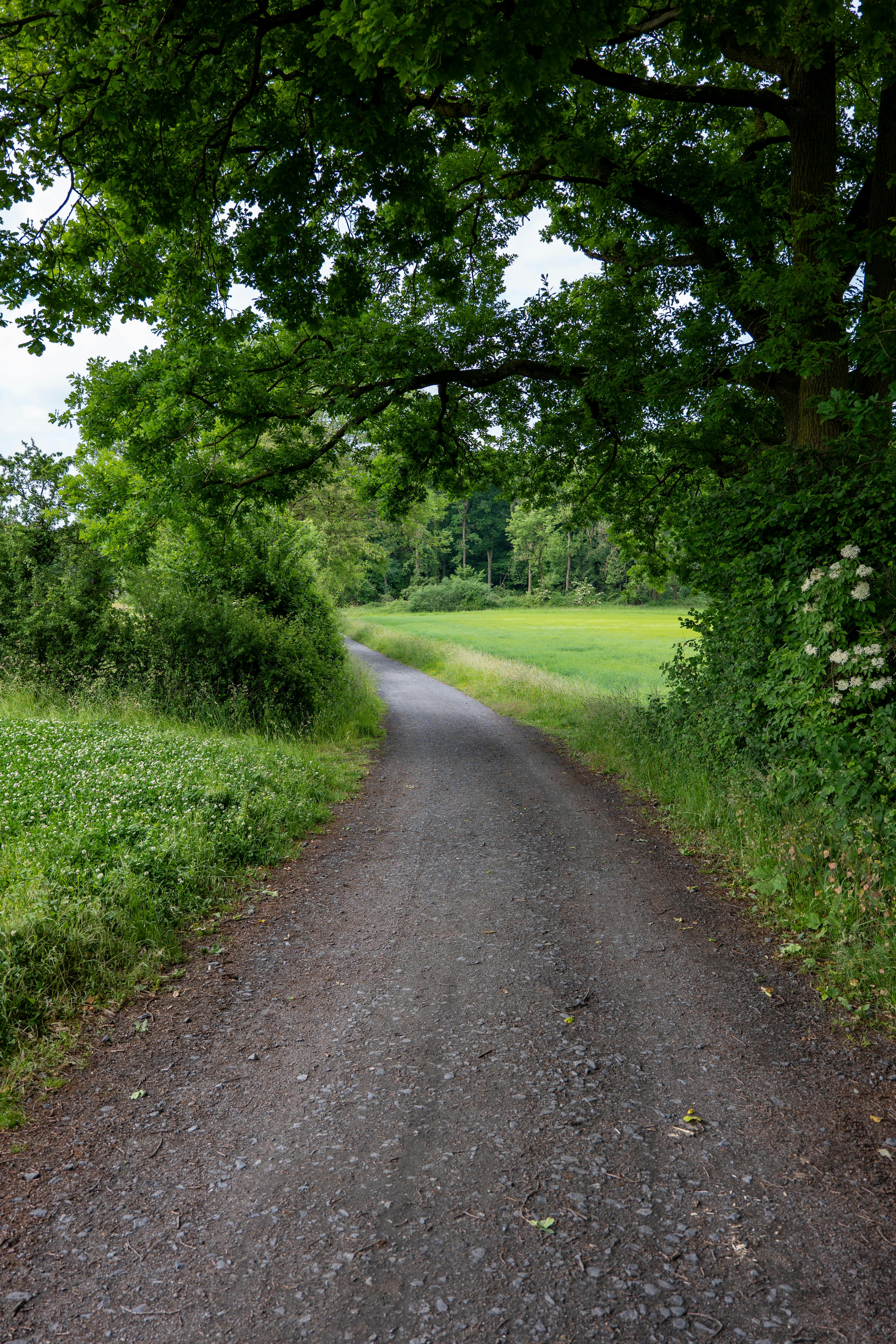 Serene Country Pathway Through Greenery · Free Stock Photo